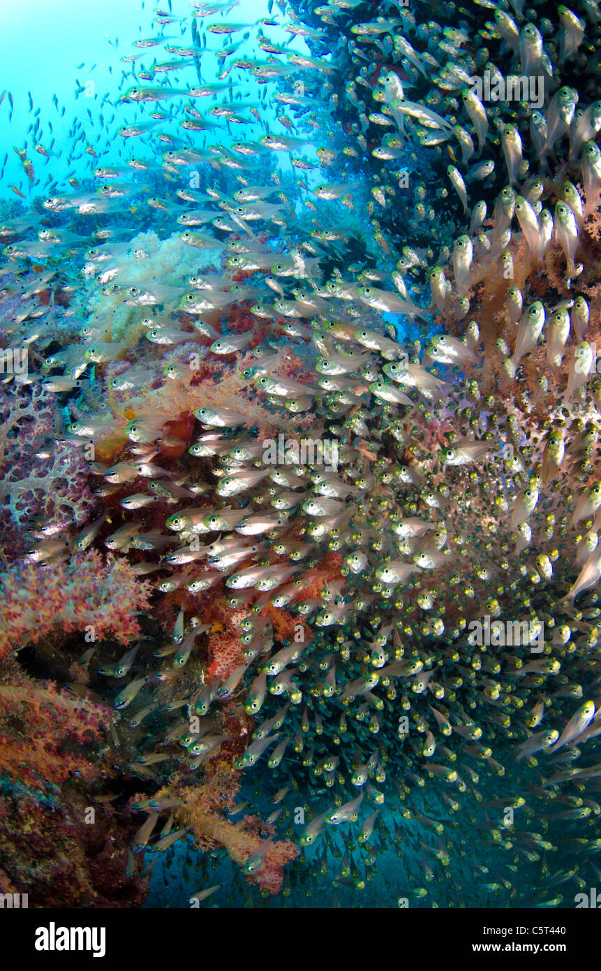 Schooling glass fish, Nuweiba, Sinai, Egypt, Red Sea, Indian Ocean ...