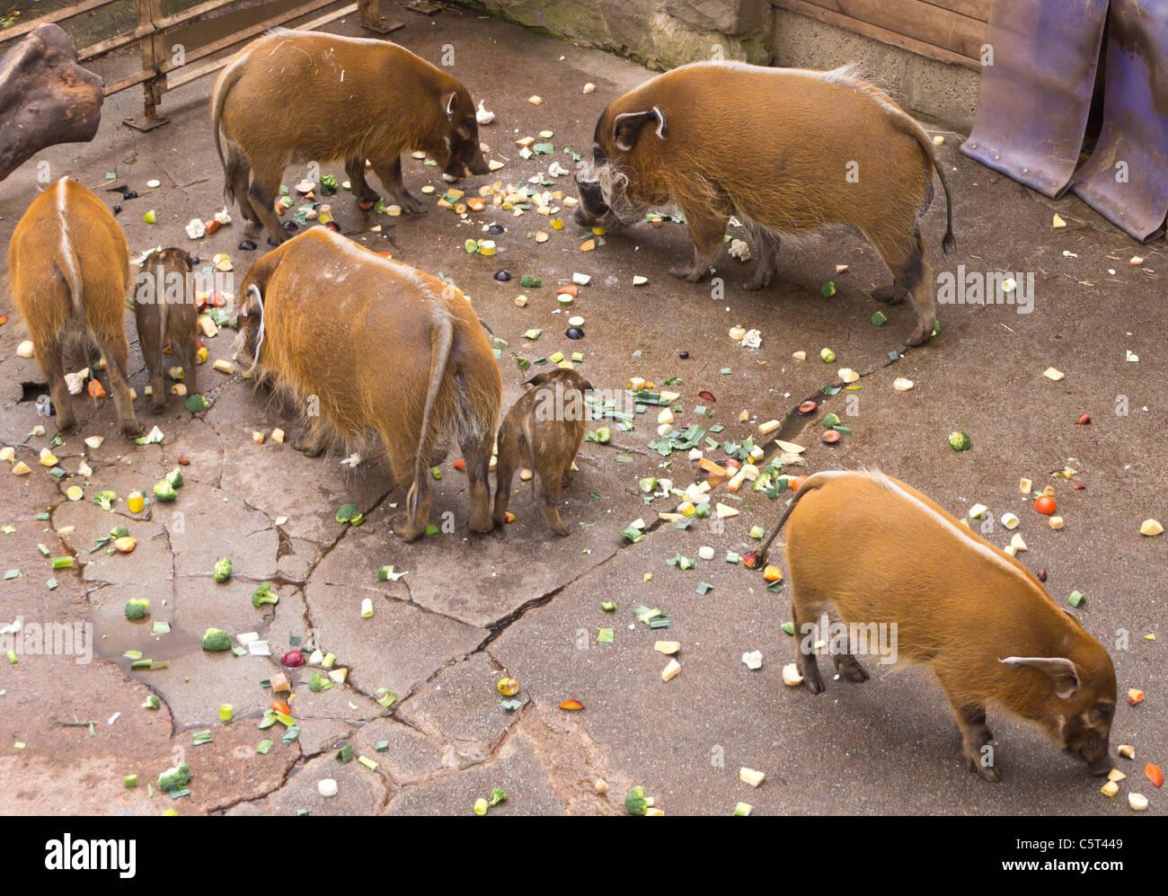 Edinburgh Zoo - three generations of Red River Hogs Stock Photo - Alamy