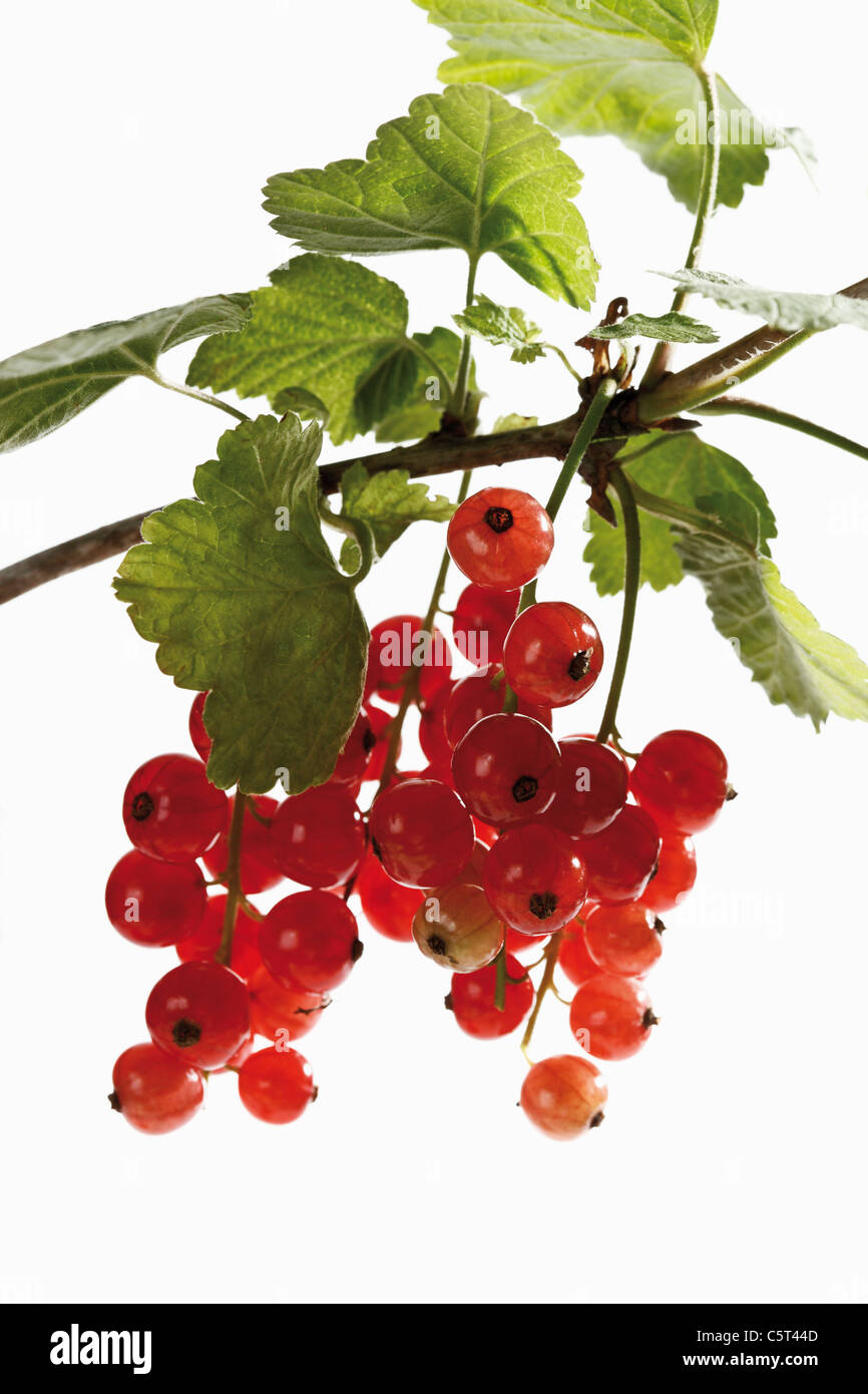 Red currants (Ribes rubrum) on branch, close-up Stock Photo - Alamy