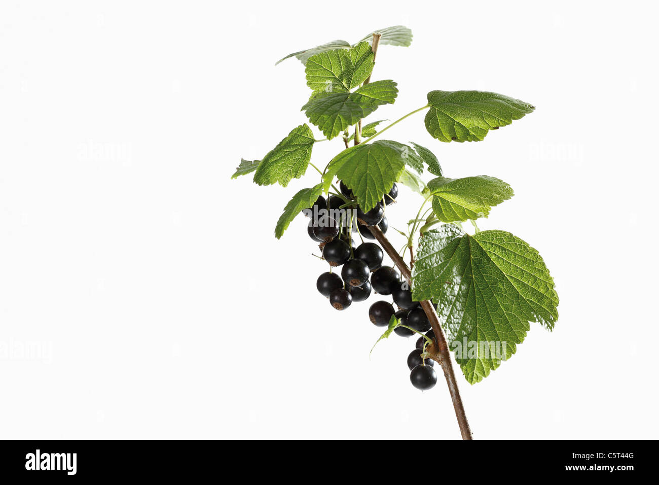 Ribes nigrum hi-res stock photography and images - Alamy