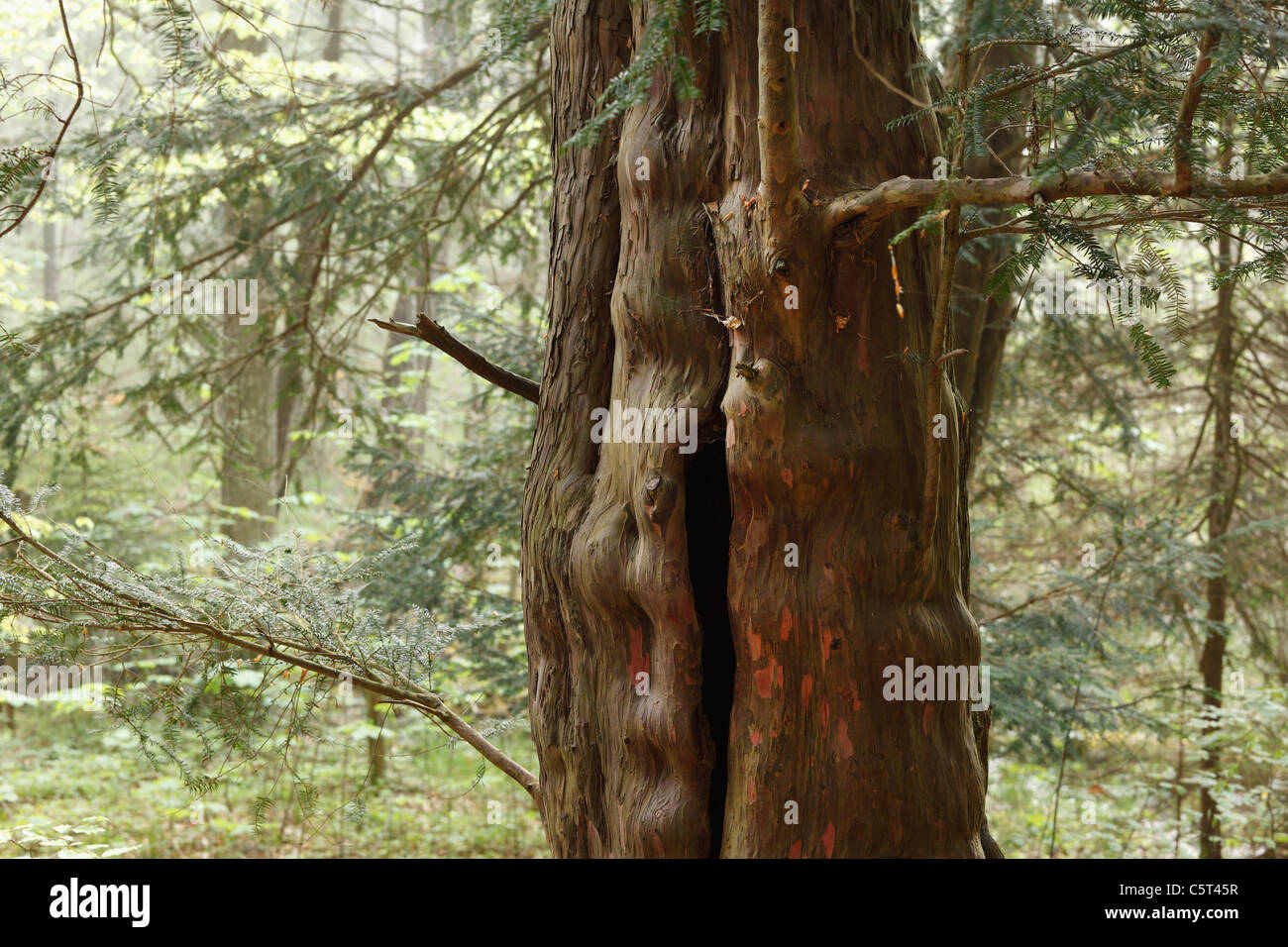 European yew hi-res stock photography and images - Alamy