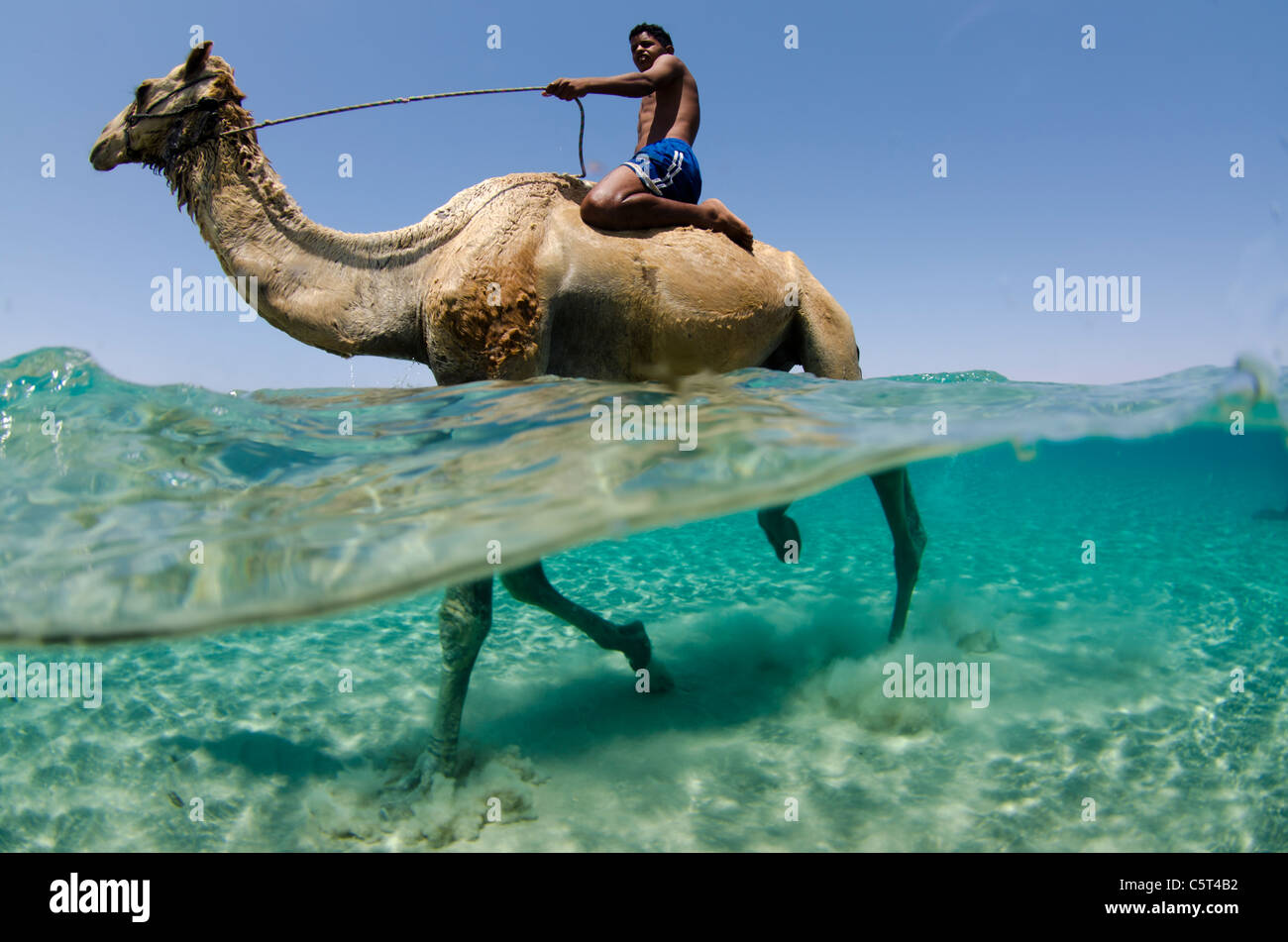 Camel having refreshing bath in Nuweiba, Red Sea, Egypt Stock Photo - Alamy
