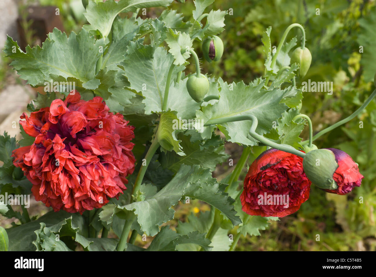 Double poppy hi-res stock photography and images - Alamy