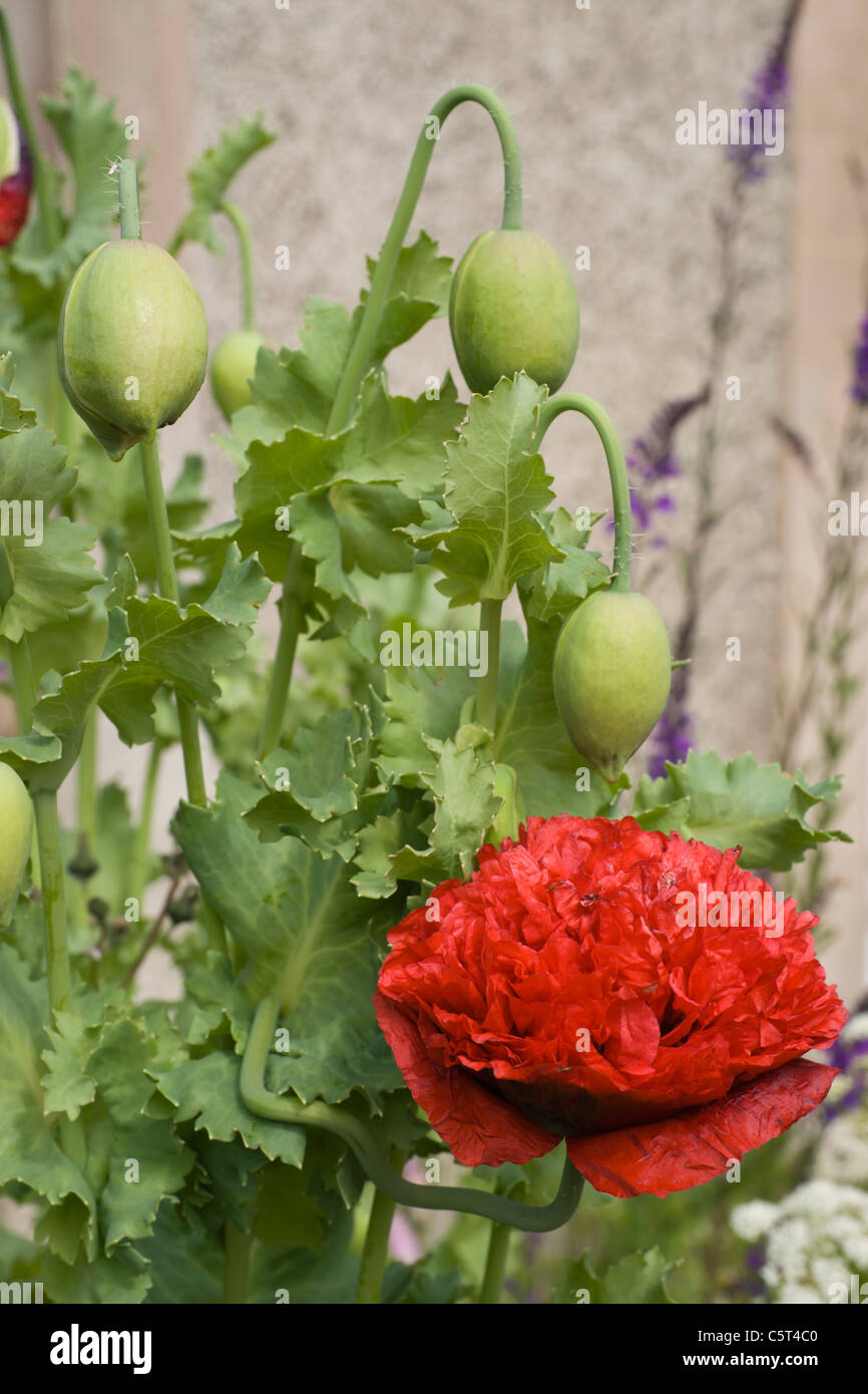 Double poppy hi-res stock photography and images - Alamy