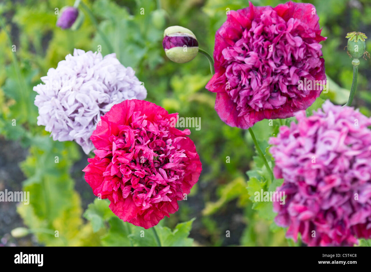 Double poppy hi-res stock photography and images - Alamy