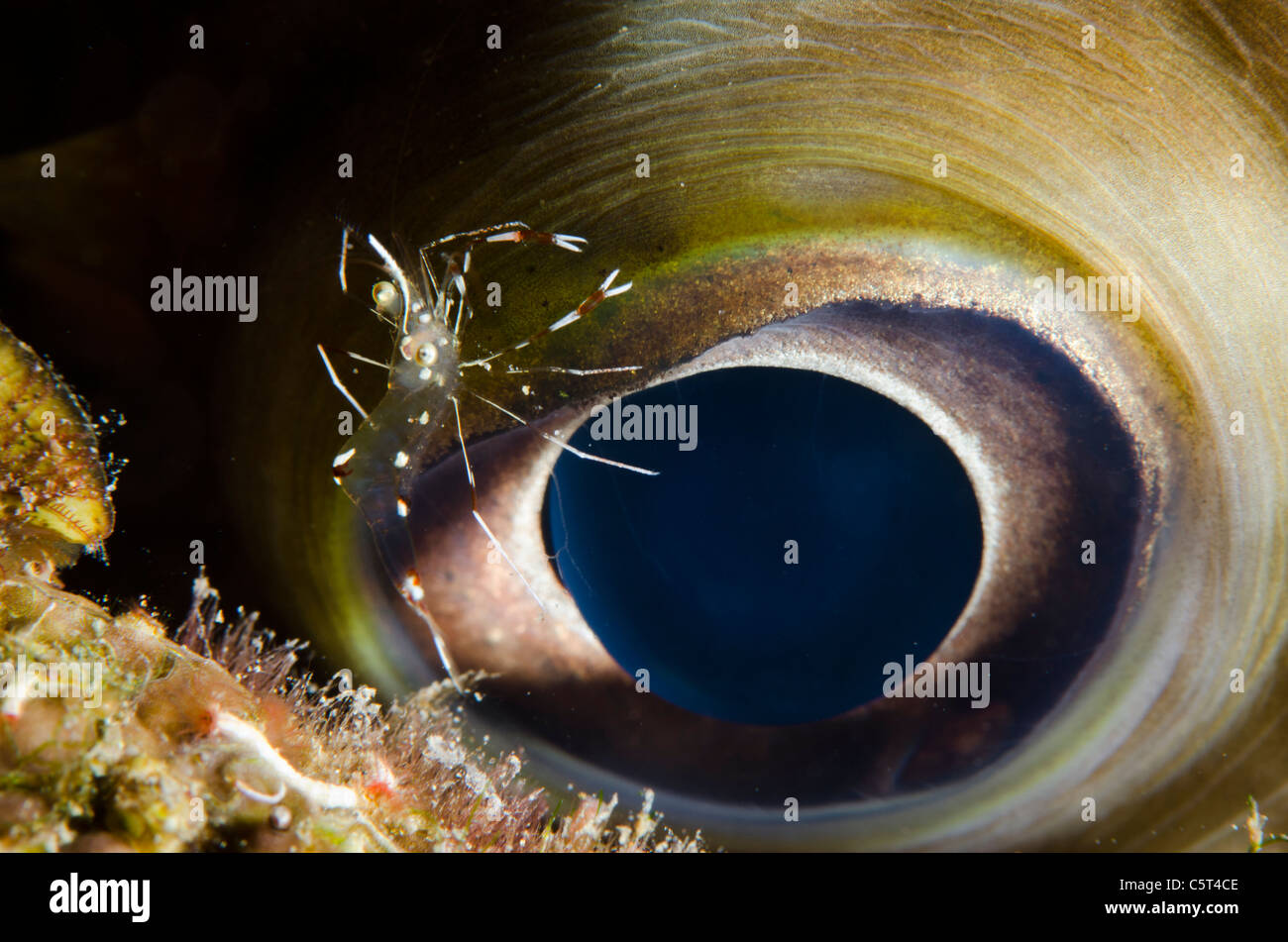 Pufferfish beeing cleaned by cleaner shrimp, Nuweiba, Sinai, Red Sea ...