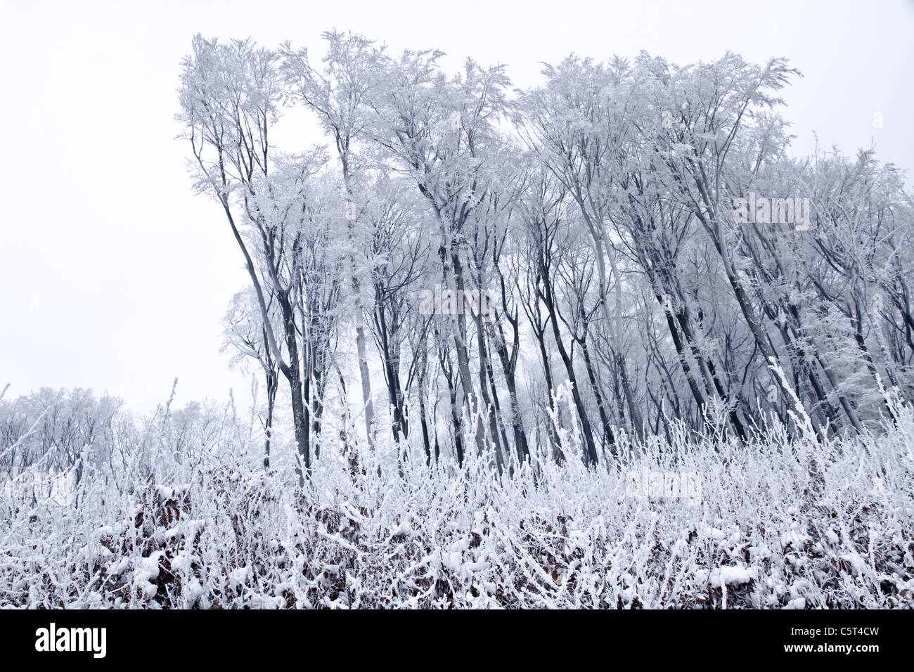 Austria, Vienna, Wienerwald, View of snow covered trees in forest Stock ...
