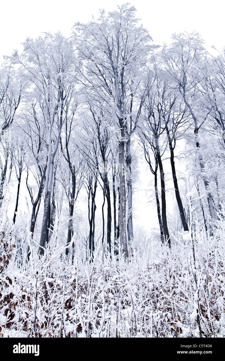 Wienerwald snow hi-res stock photography and images - Alamy