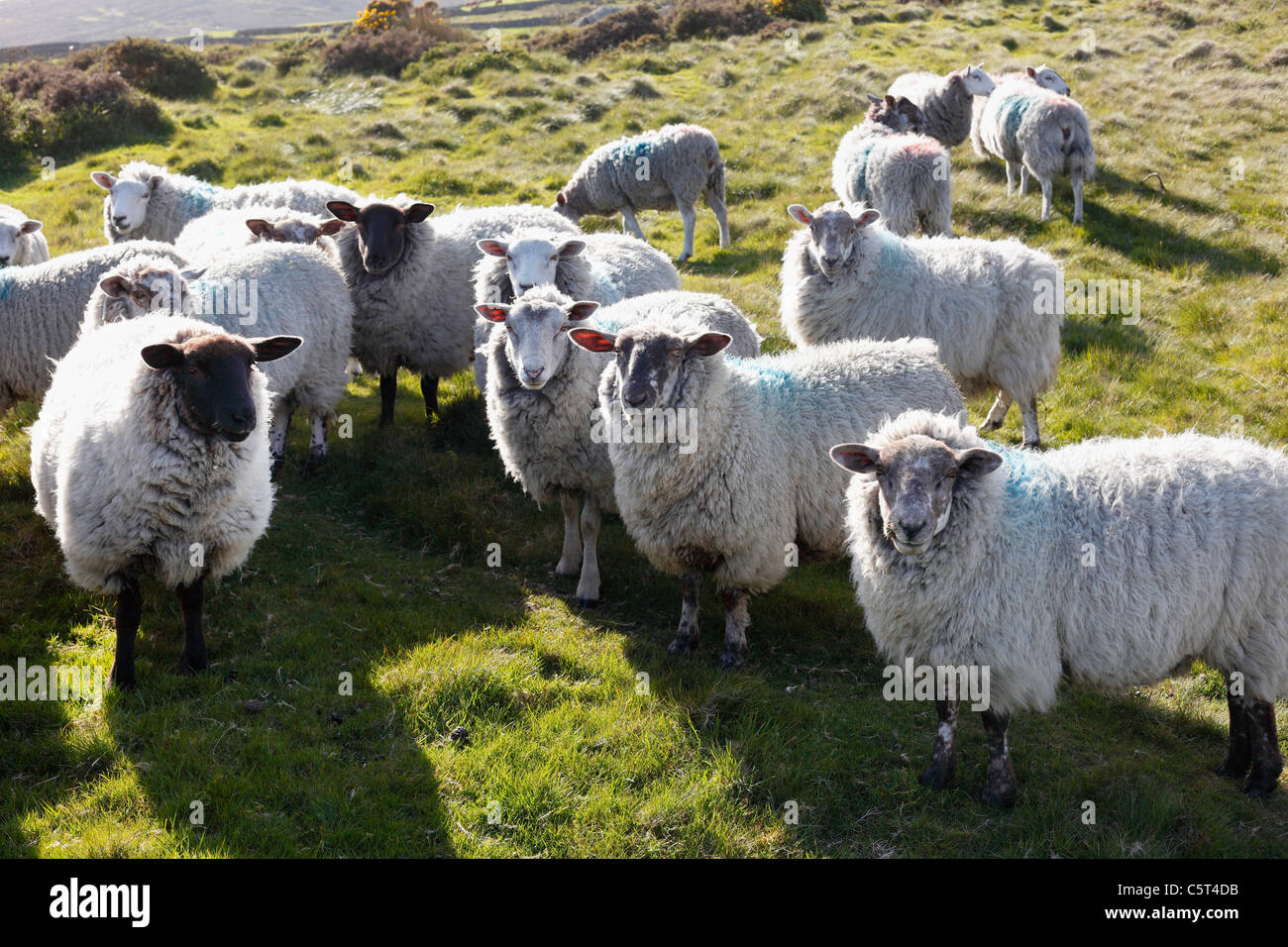 Sheep northern ireland hi-res stock photography and images - Alamy