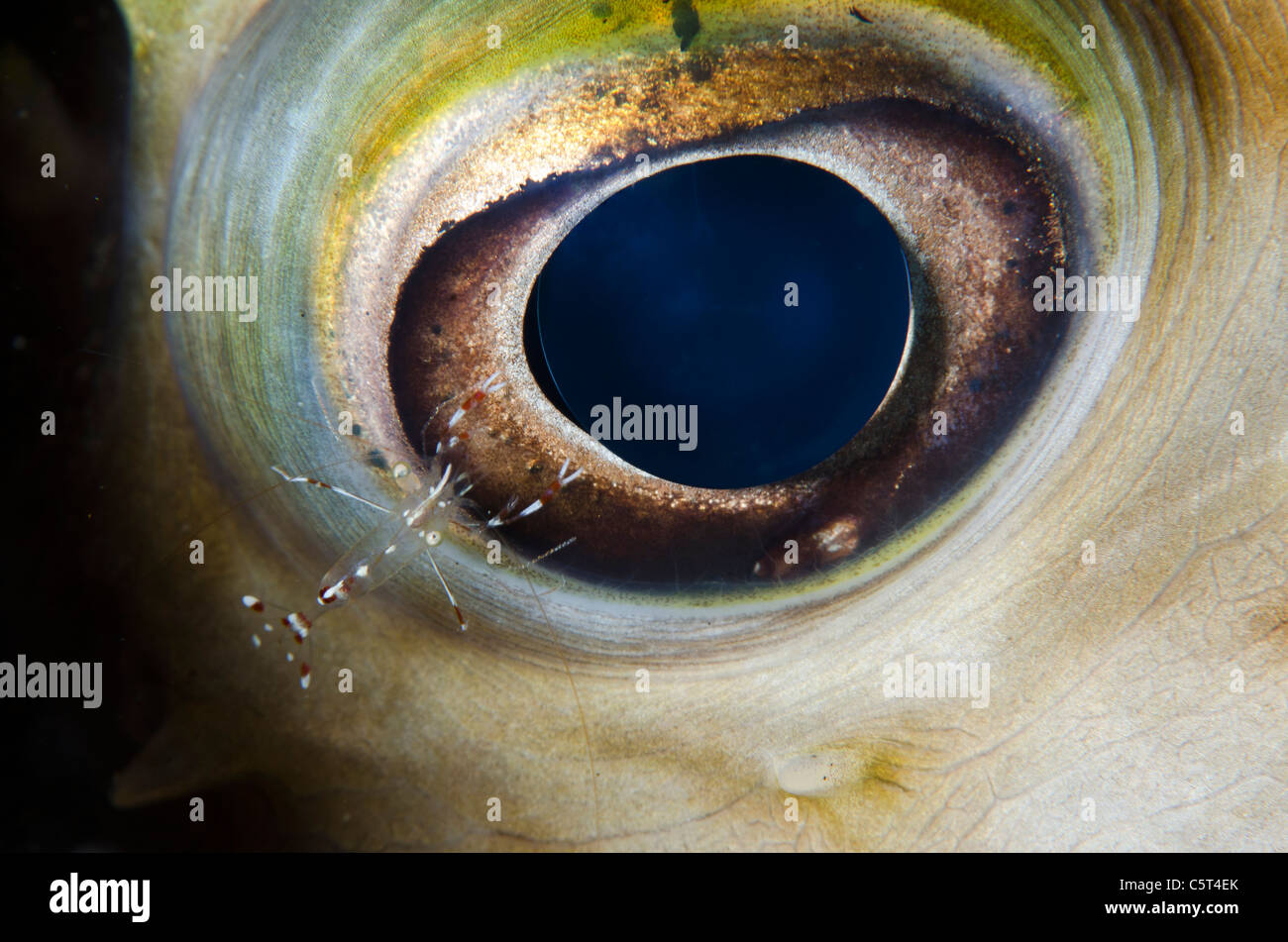 Pufferfish beeing cleaned by cleaner shrimp, Nuweiba, Sinai, Red Sea ...