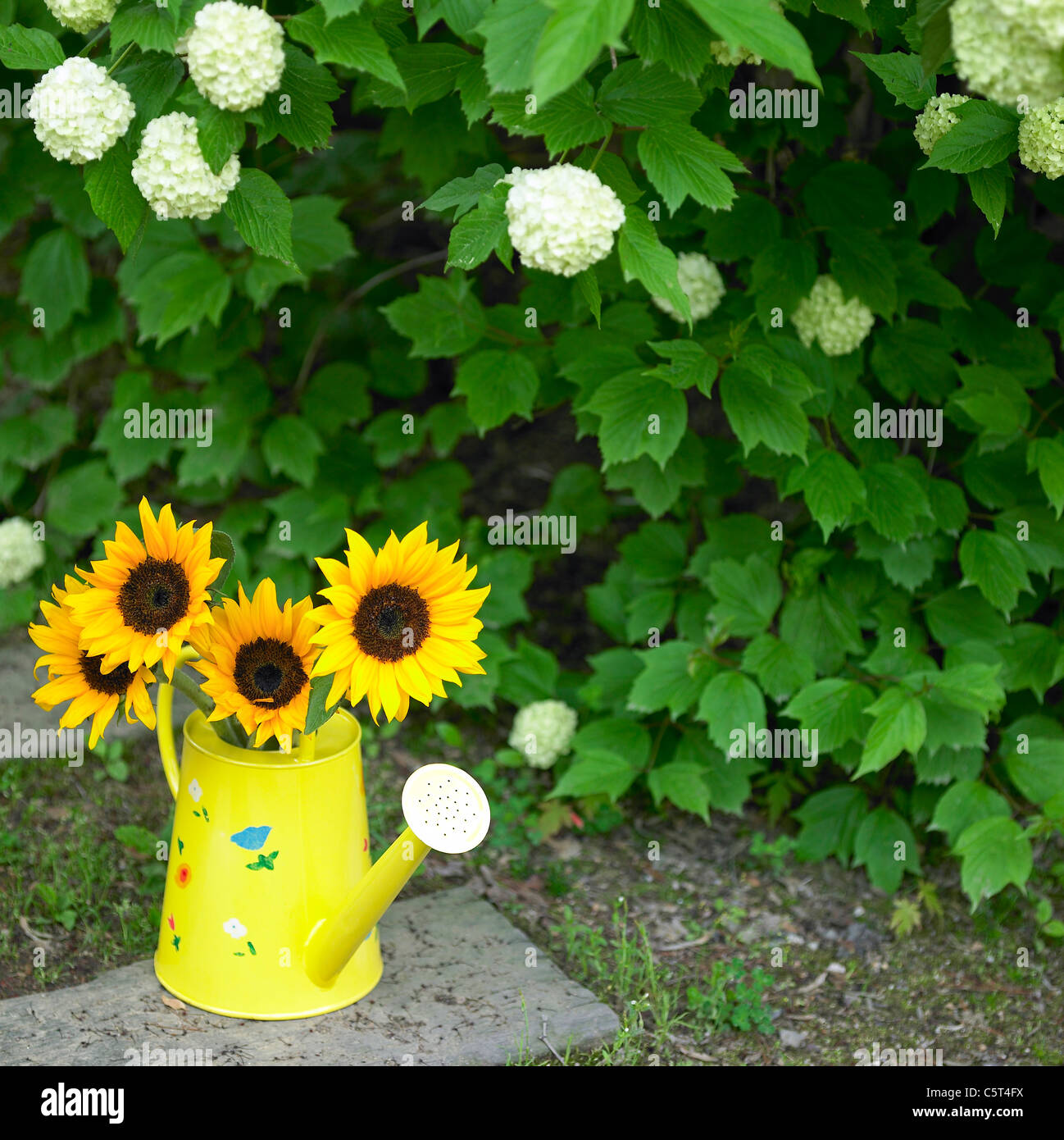 You can flowers hi-res stock photography and images - Alamy