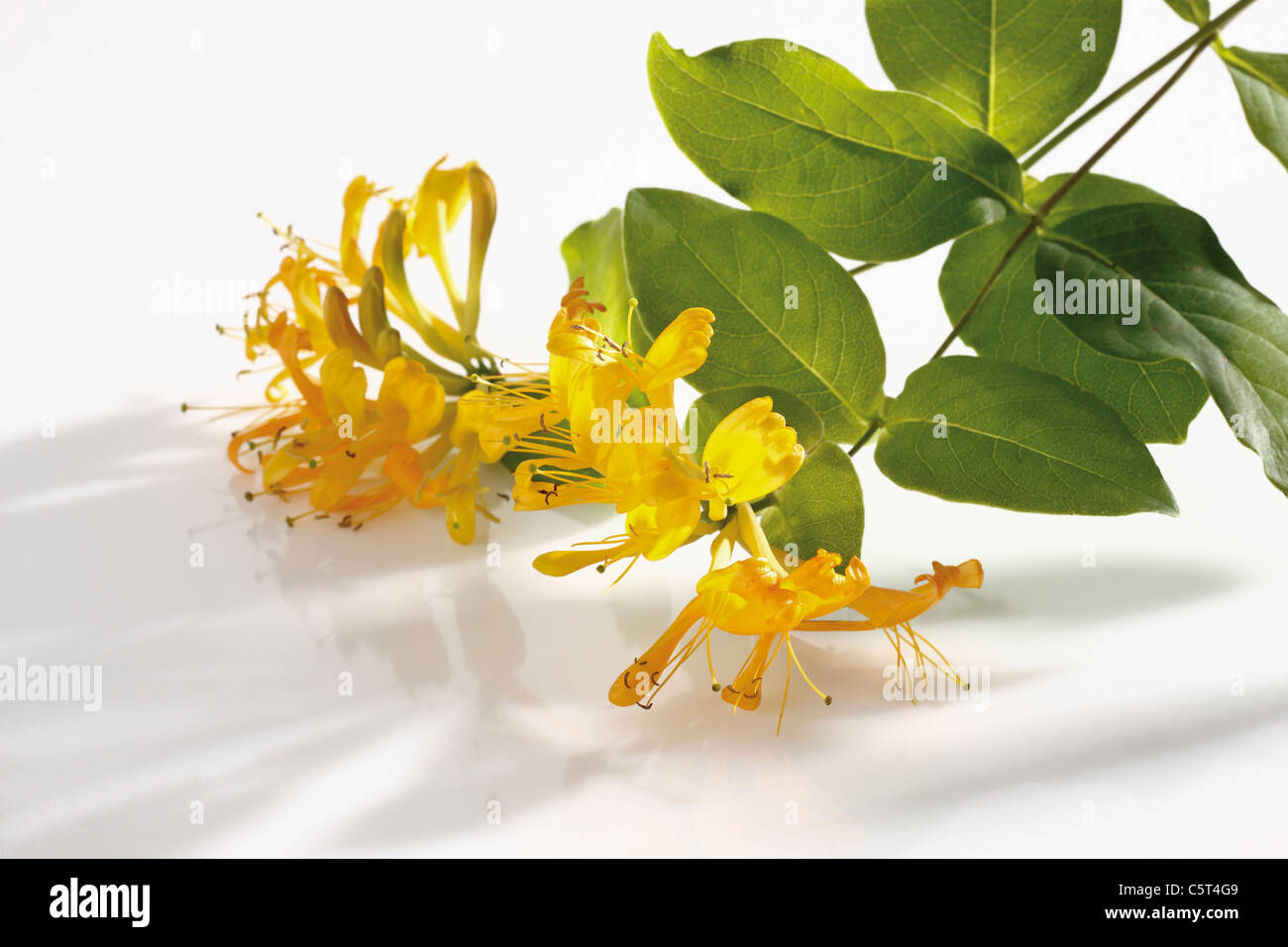 Honeysuckle stem hi-res stock photography and images - Alamy