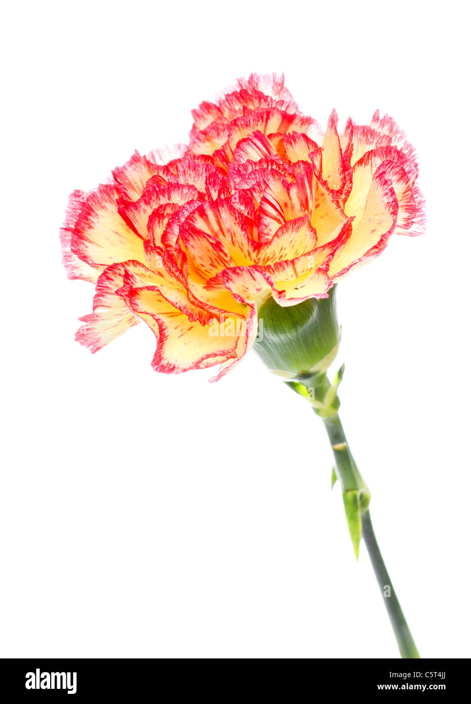 single pink and yellow carnation isolated on white Stock Photo - Alamy