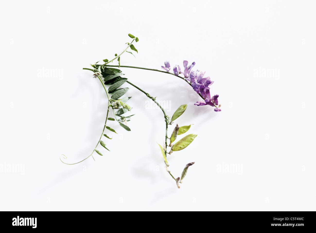 Blue vetch hi-res stock photography and images - Alamy