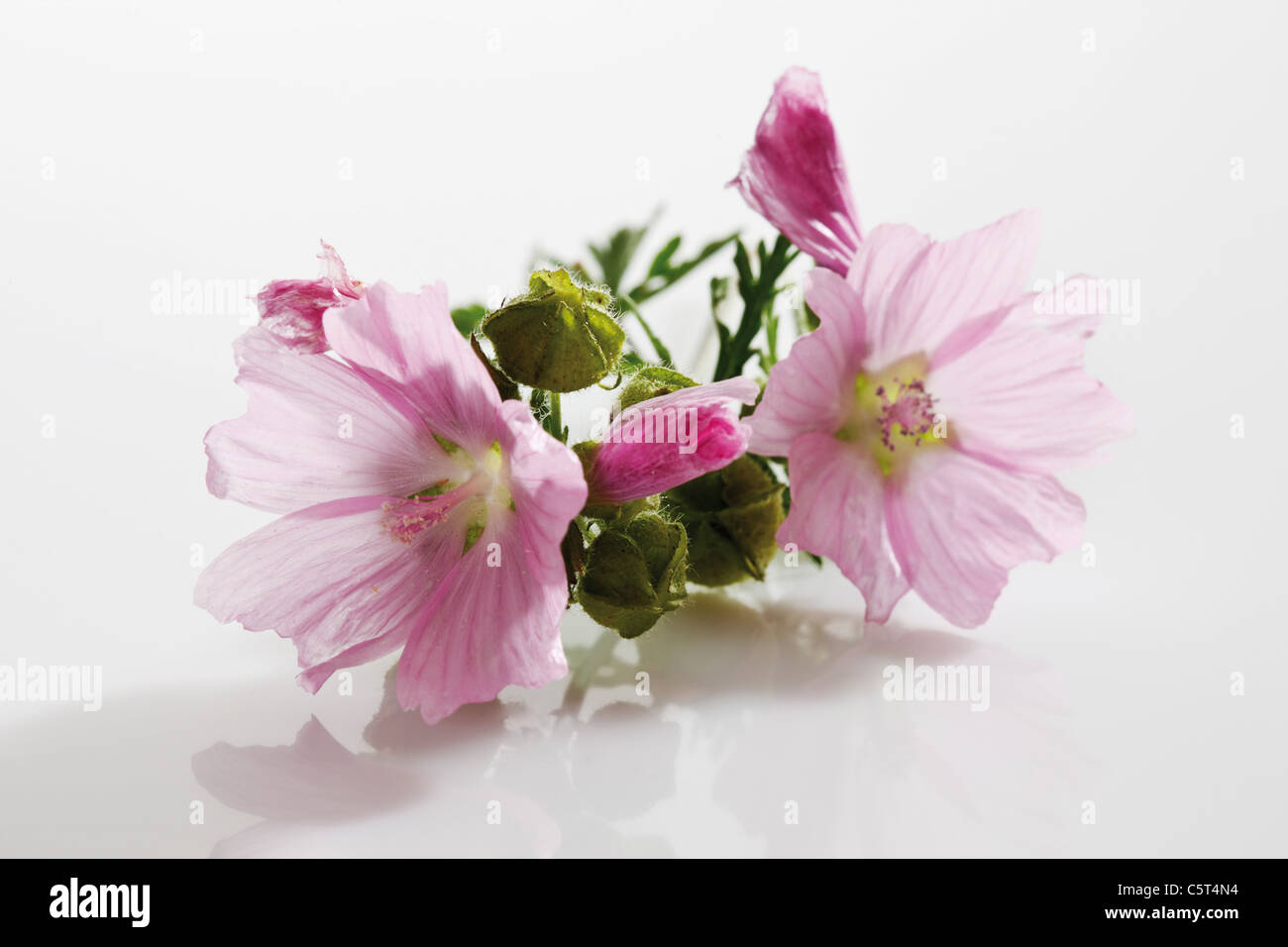 Common mallow (Malva sylvestris Stock Photo - Alamy
