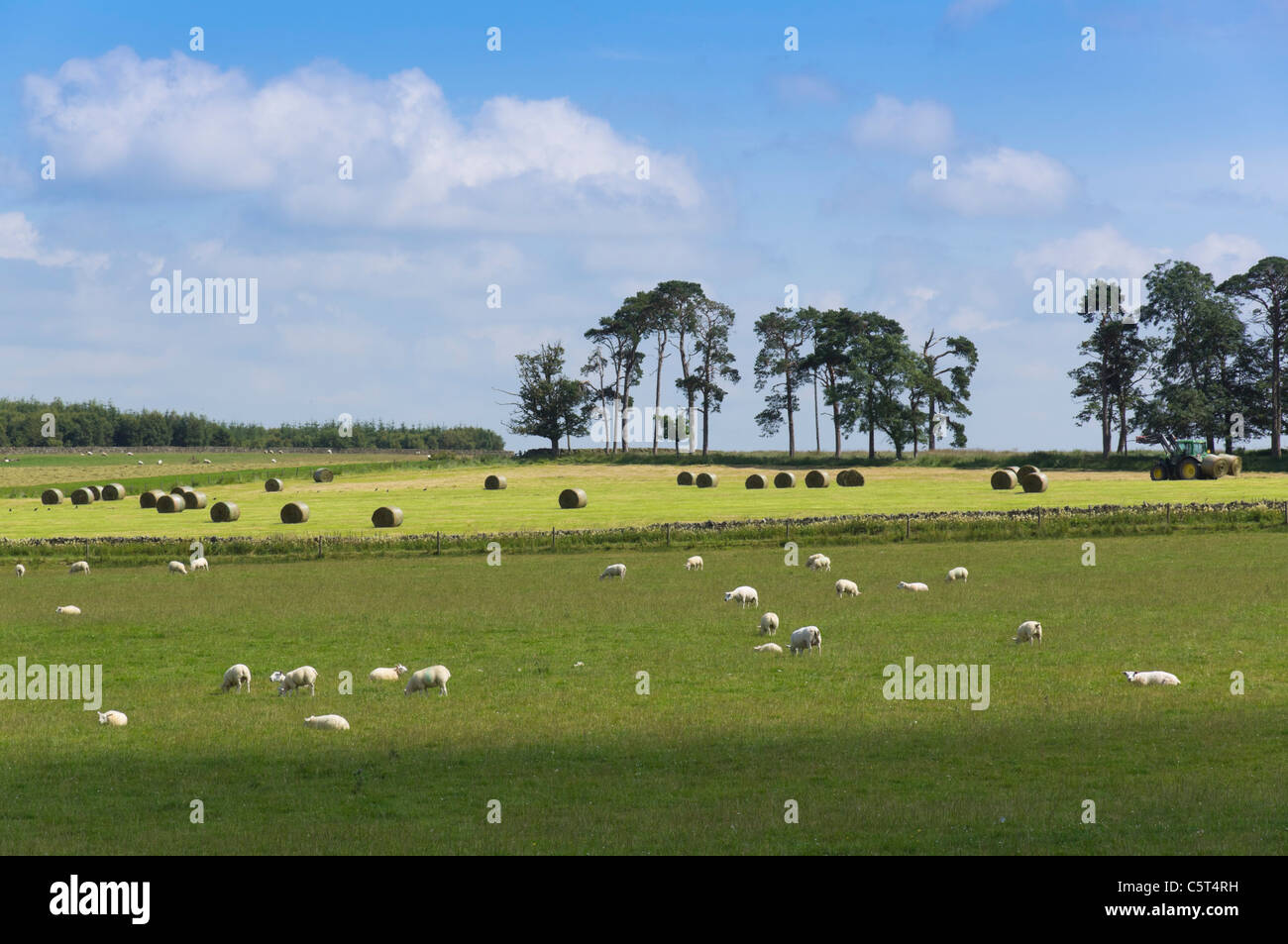 Farming landscape in the Scottish Borders near Cavers in Roxburghshire ...