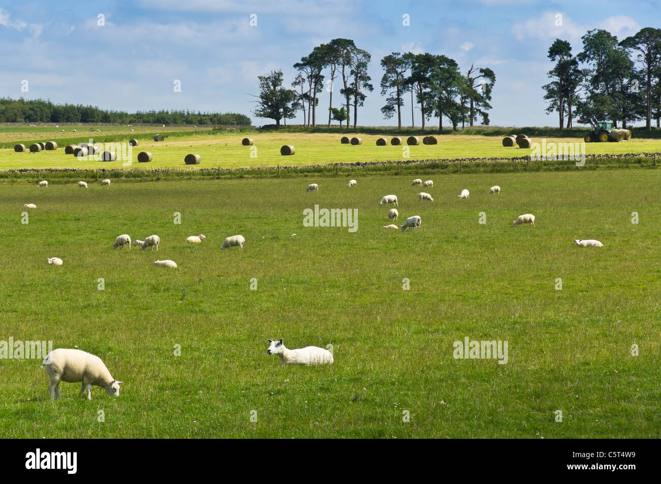 Farming landscape in the Scottish Borders near Cavers in Roxburghshire ...