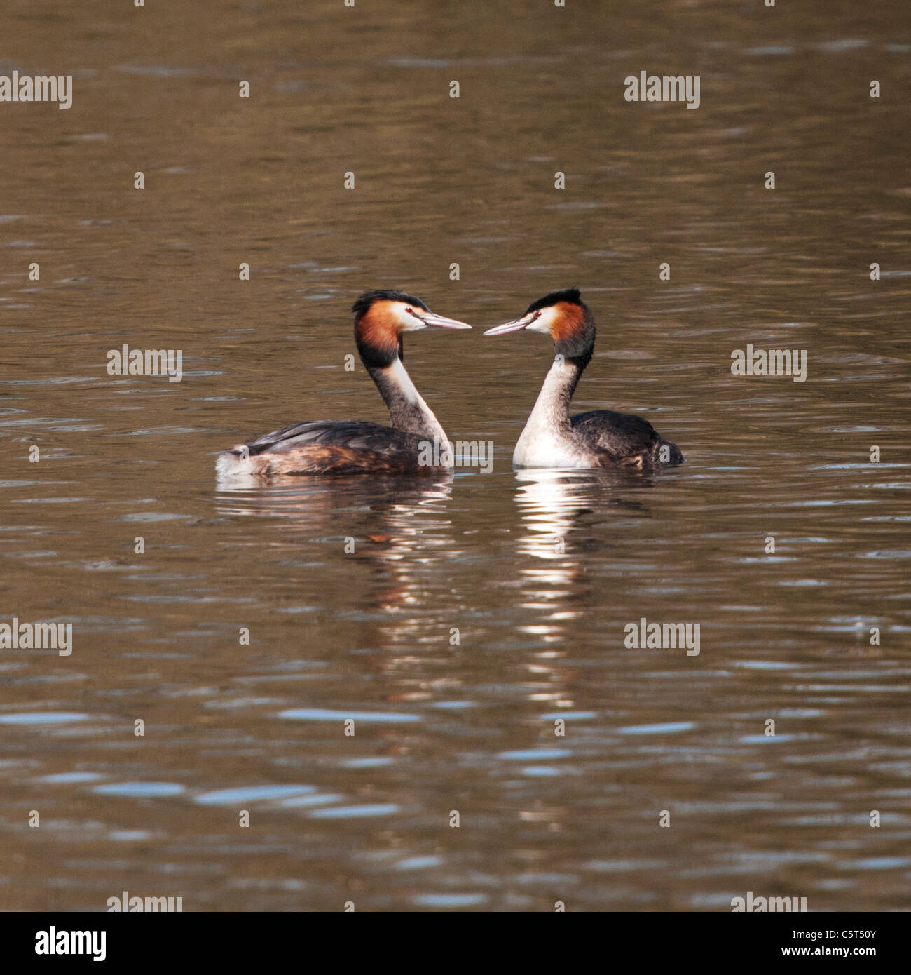 Couple of Grebes Stock Photo - Alamy