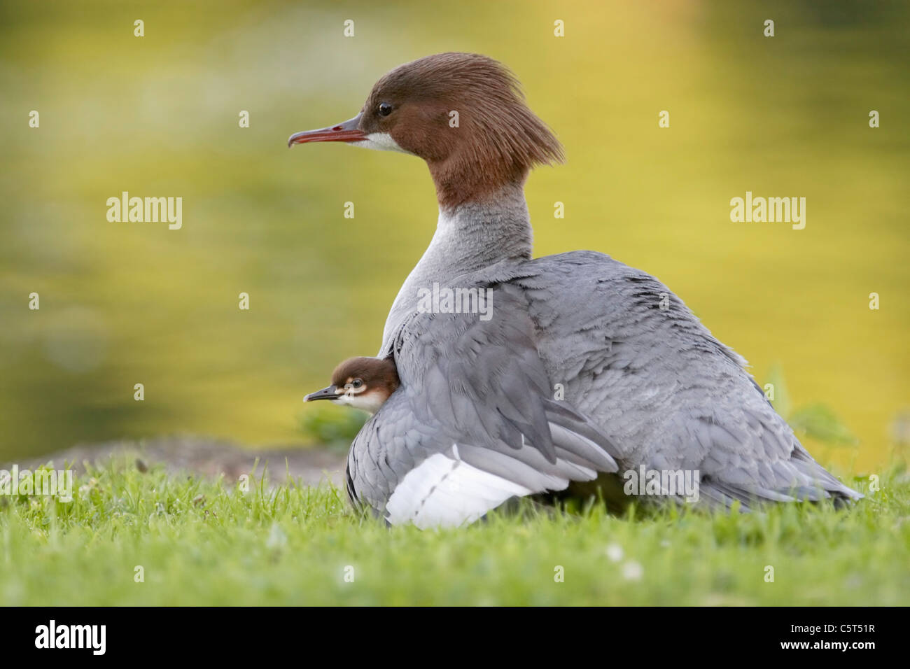 Germany, Munich, Close up of goosander with chicks Stock Photo - Alamy