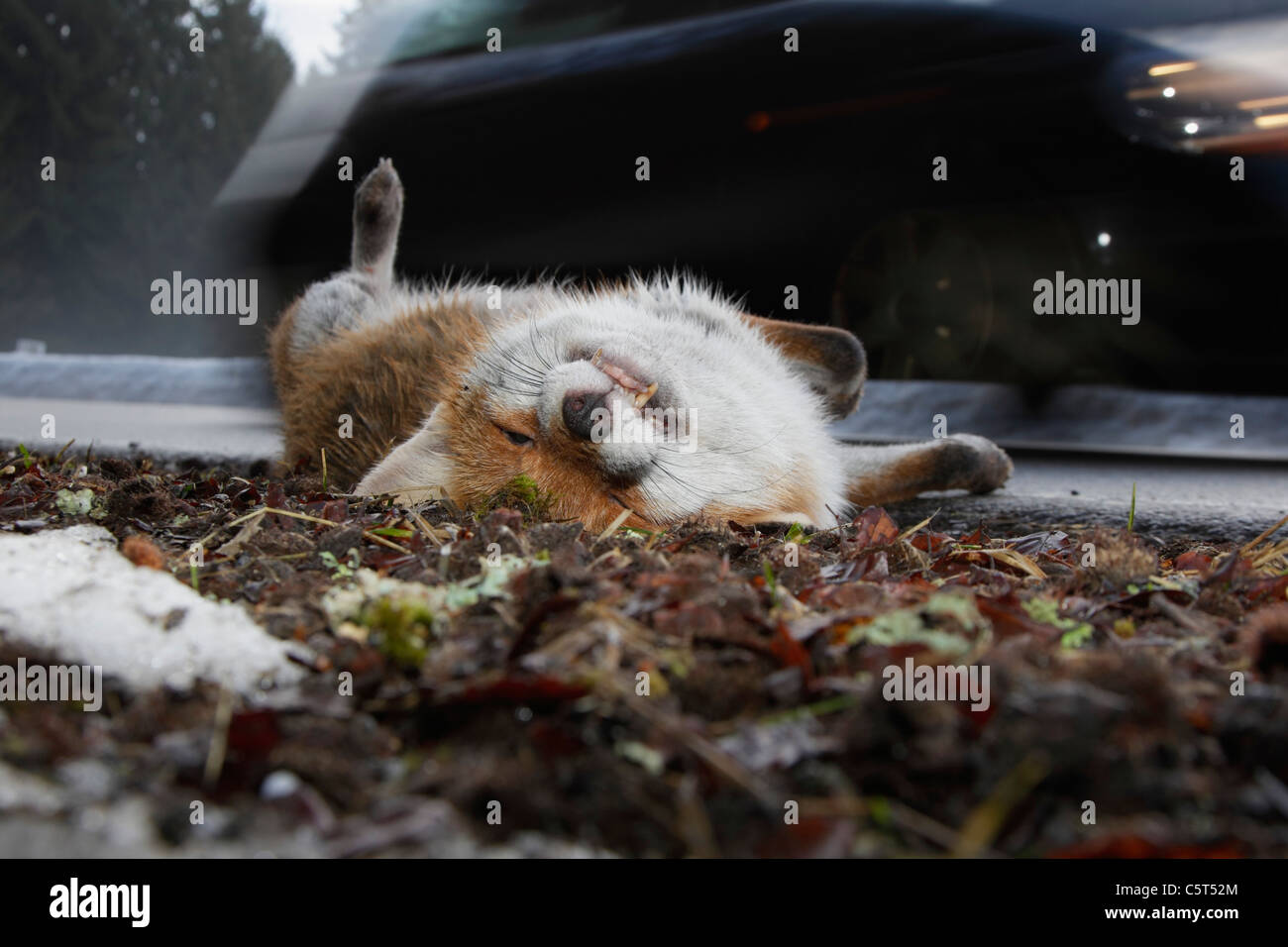 Red fox germany hi-res stock photography and images - Alamy