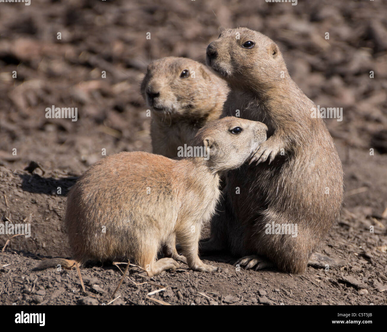 Five Sisters Zoo, Polbeth, near Livingston, Scotland - prairie dog ...