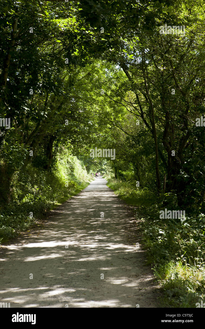 Camel Trail, Bodmin to Wadebridge Stock Photo - Alamy