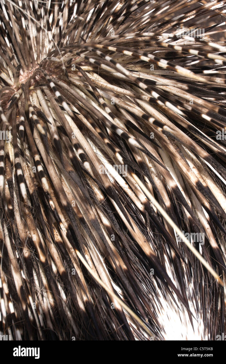 Five Sisters Zoo, Polbeth, near Livingston, Scotland - porcupine ...