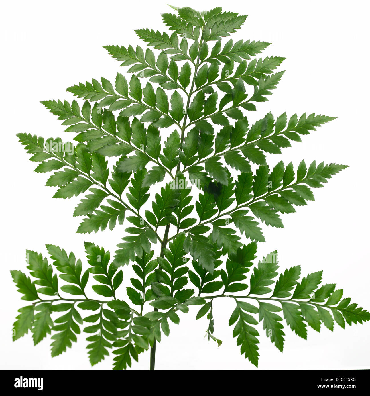 Plant with many leaves Stock Photo - Alamy