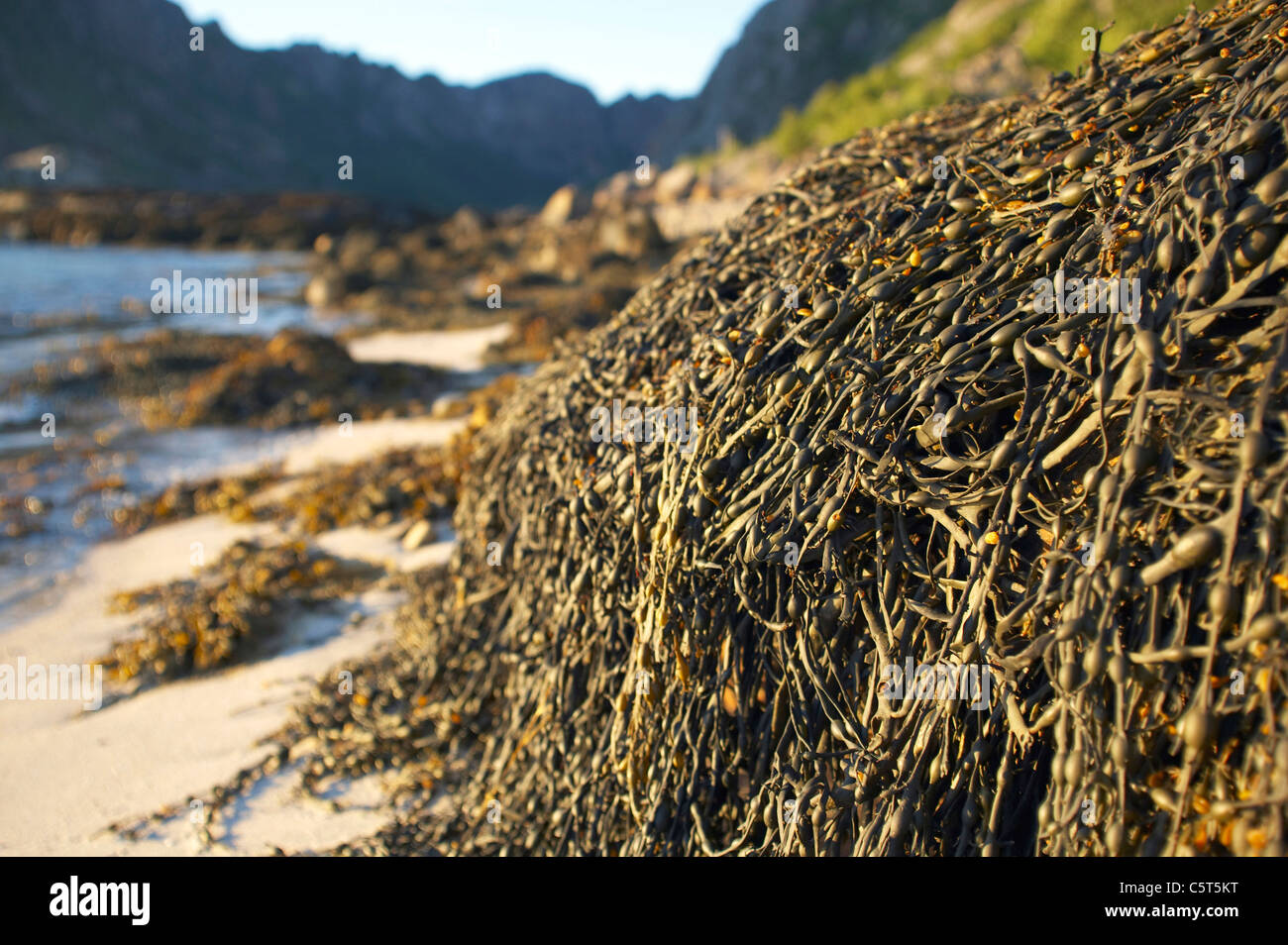 Norway, Lofoten, Austvagoya, mud Stock Photo - Alamy