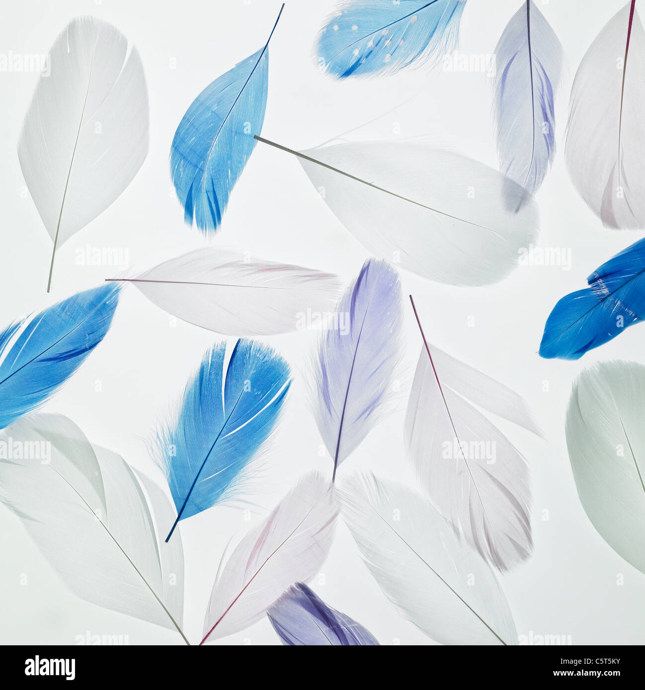 Many colors of feather Stock Photo - Alamy