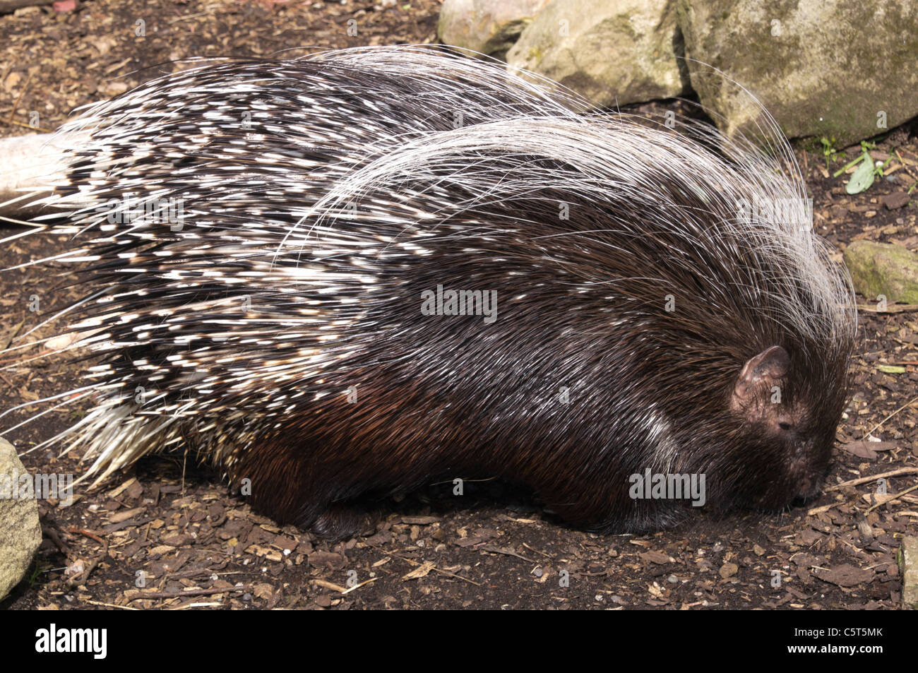 Five Sisters Zoo, Polbeth, near Livingston, Scotland - porcupine ...