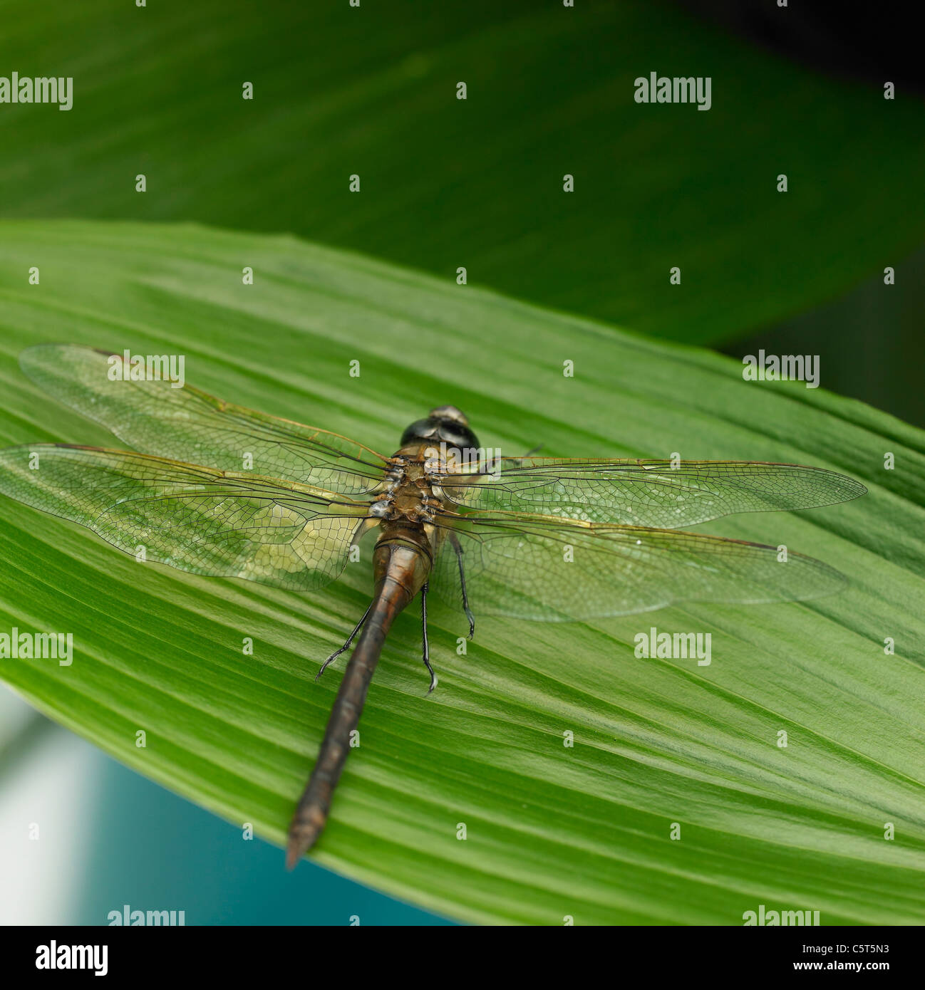 Dragonfly with wings open hi-res stock photography and images - Alamy
