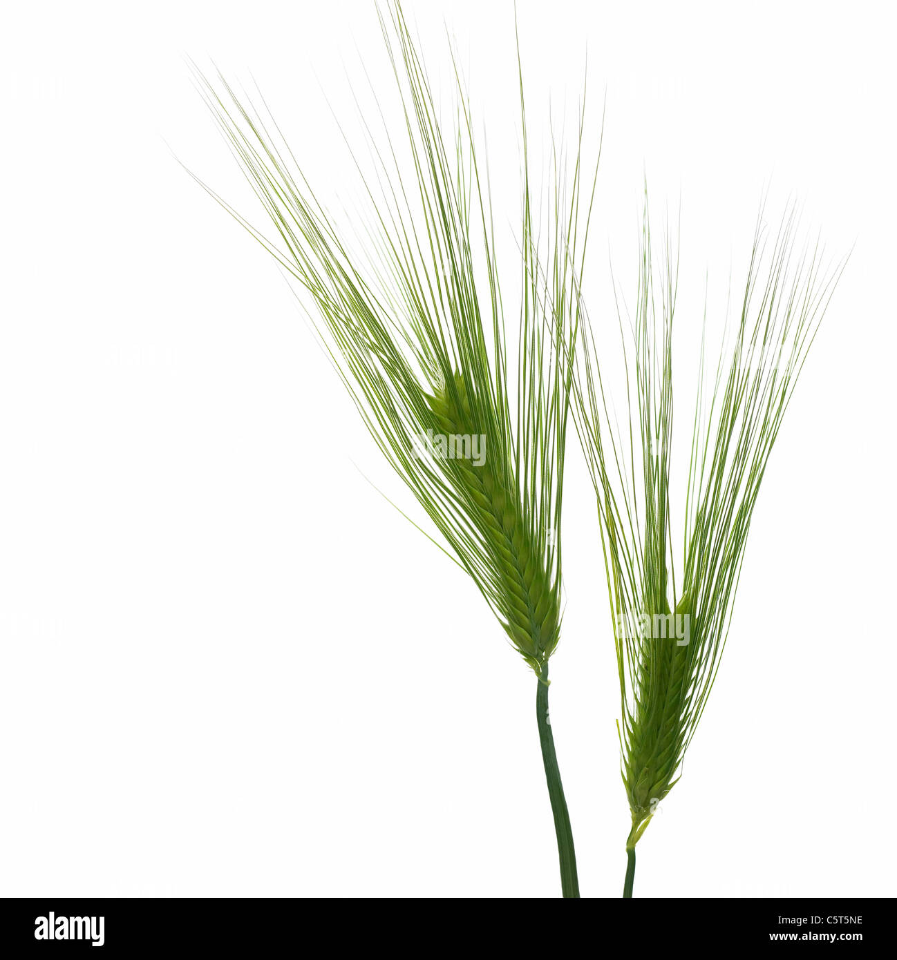 Crops plant crop hi-res stock photography and images - Alamy