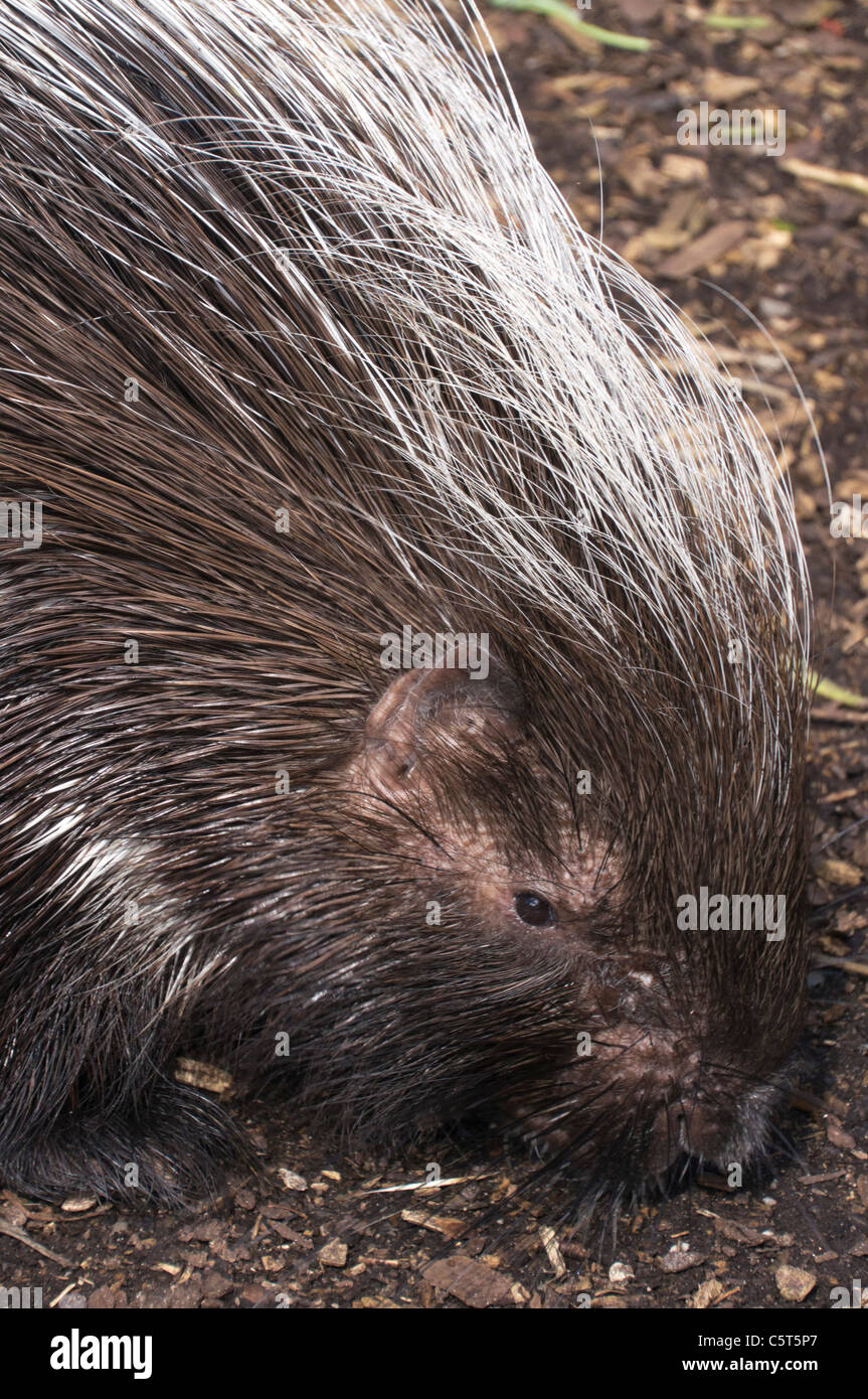 Five Sisters Zoo, Polbeth, near Livingston, Scotland - porcupine ...
