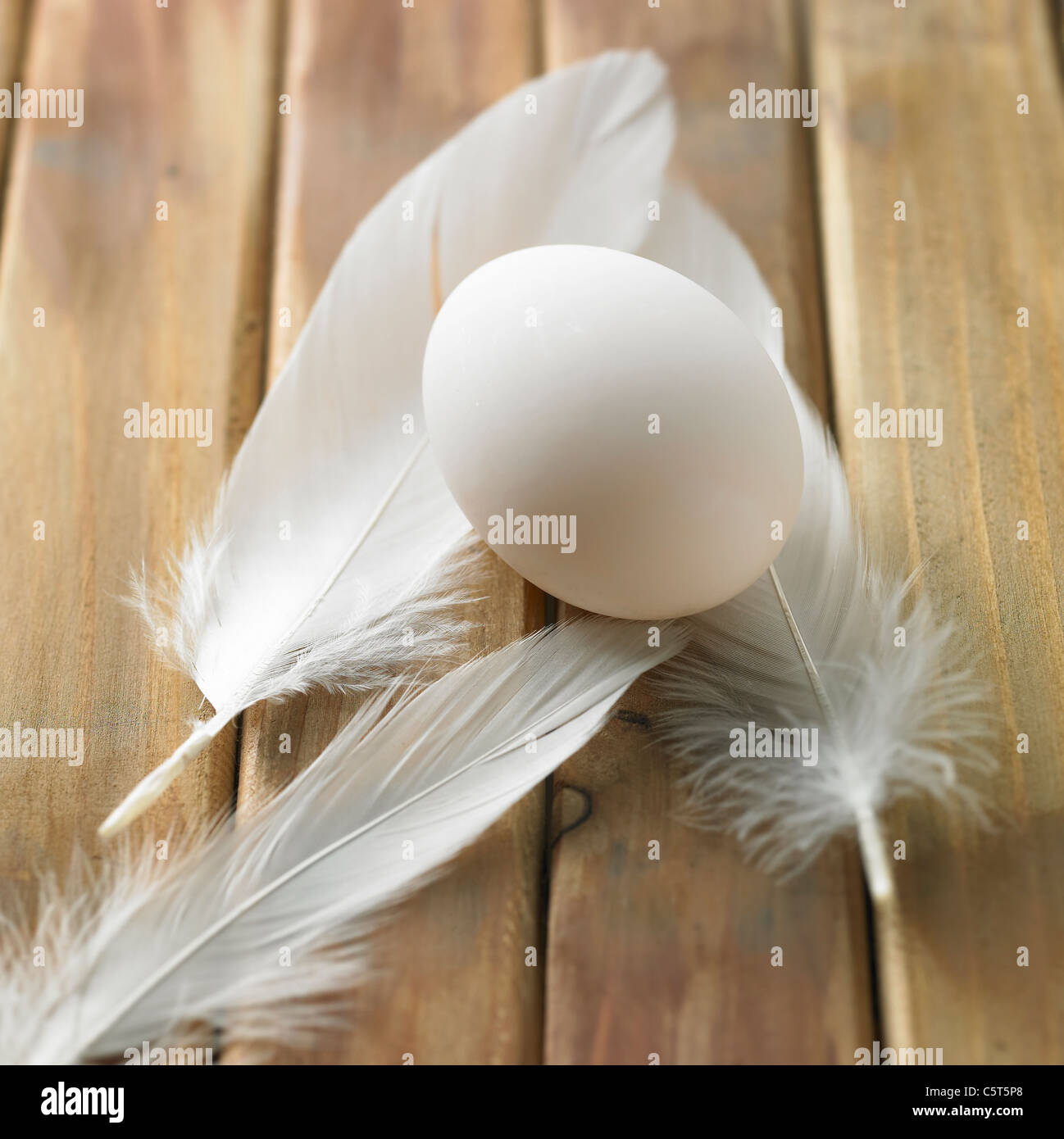 An egg with feathers Stock Photo - Alamy