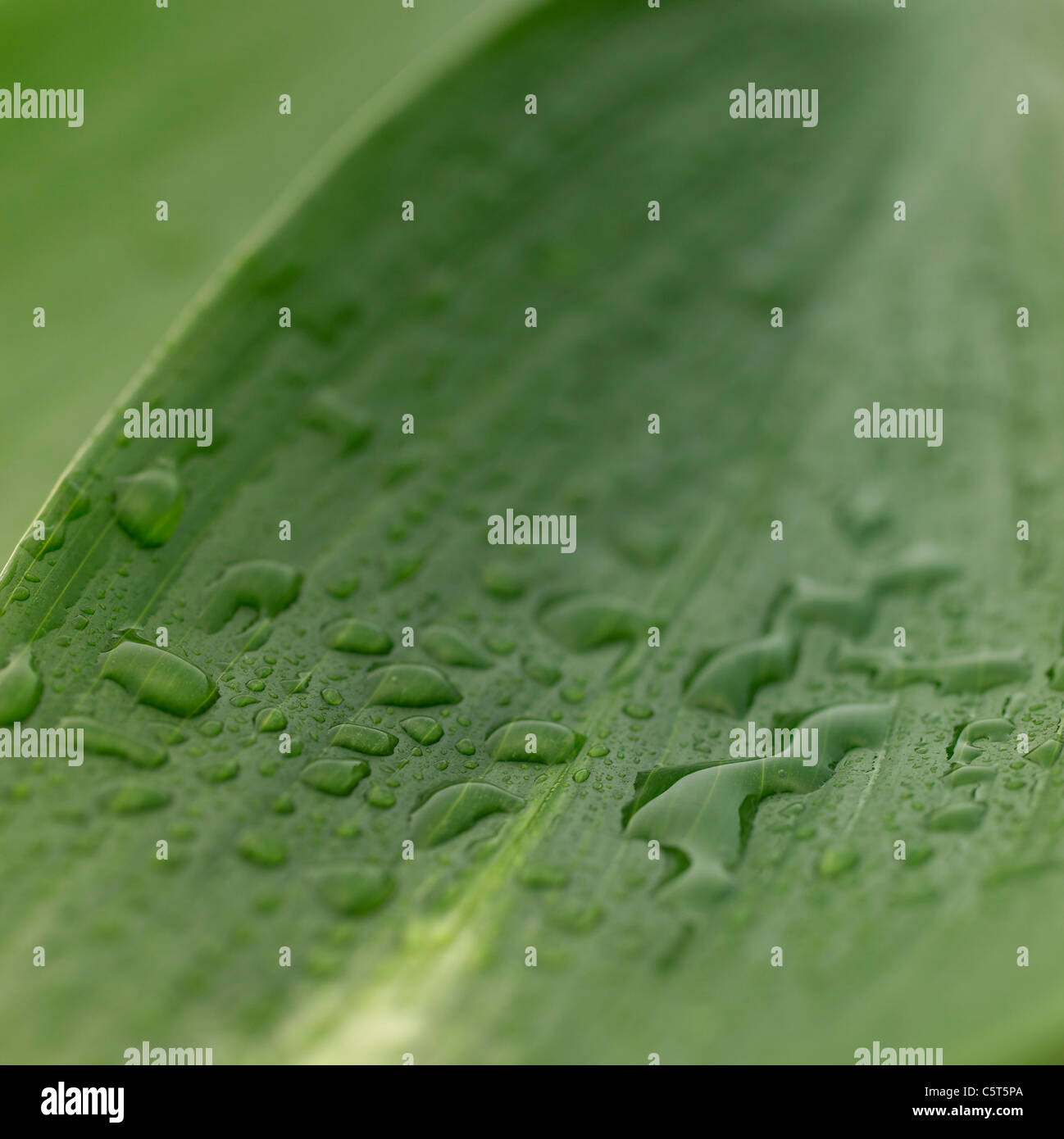 Moisture on a leaf Stock Photo - Alamy
