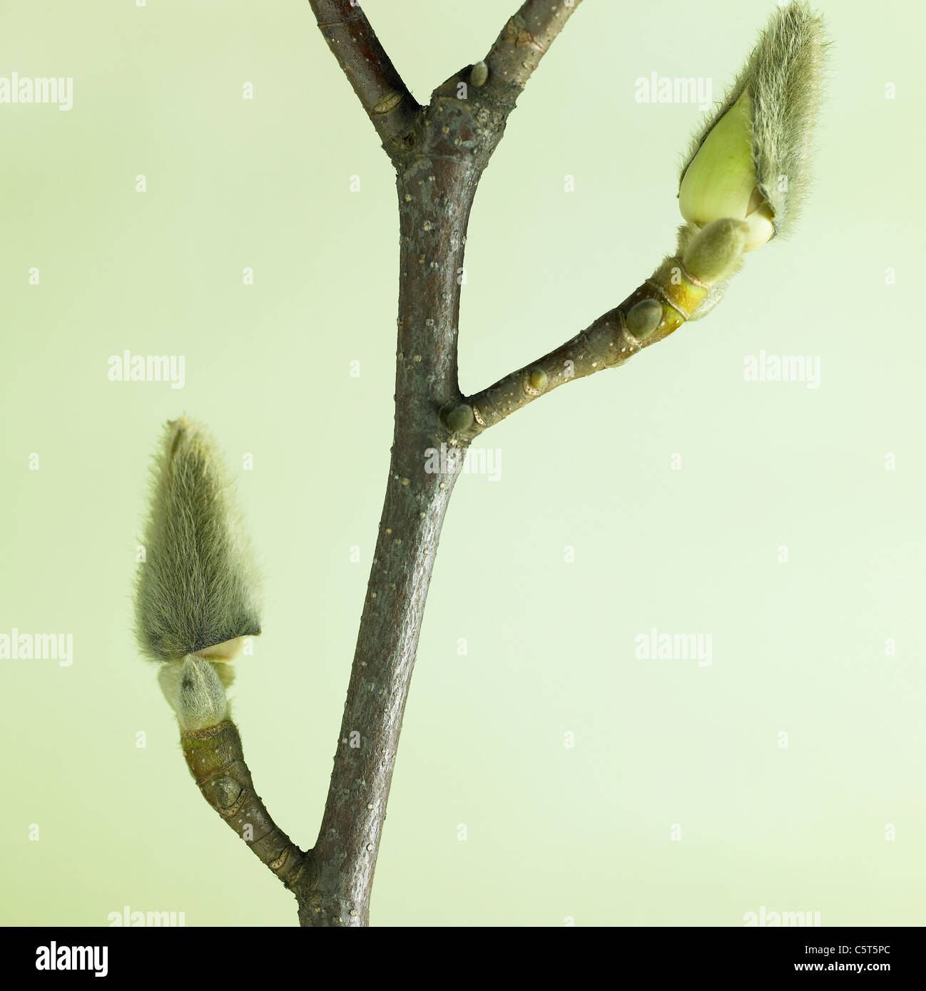 Flowerbuds on branches hi-res stock photography and images - Alamy