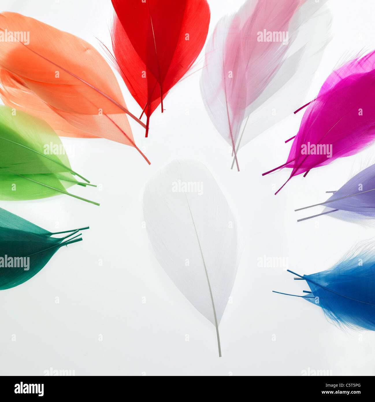 Feathers around a feather Stock Photo - Alamy