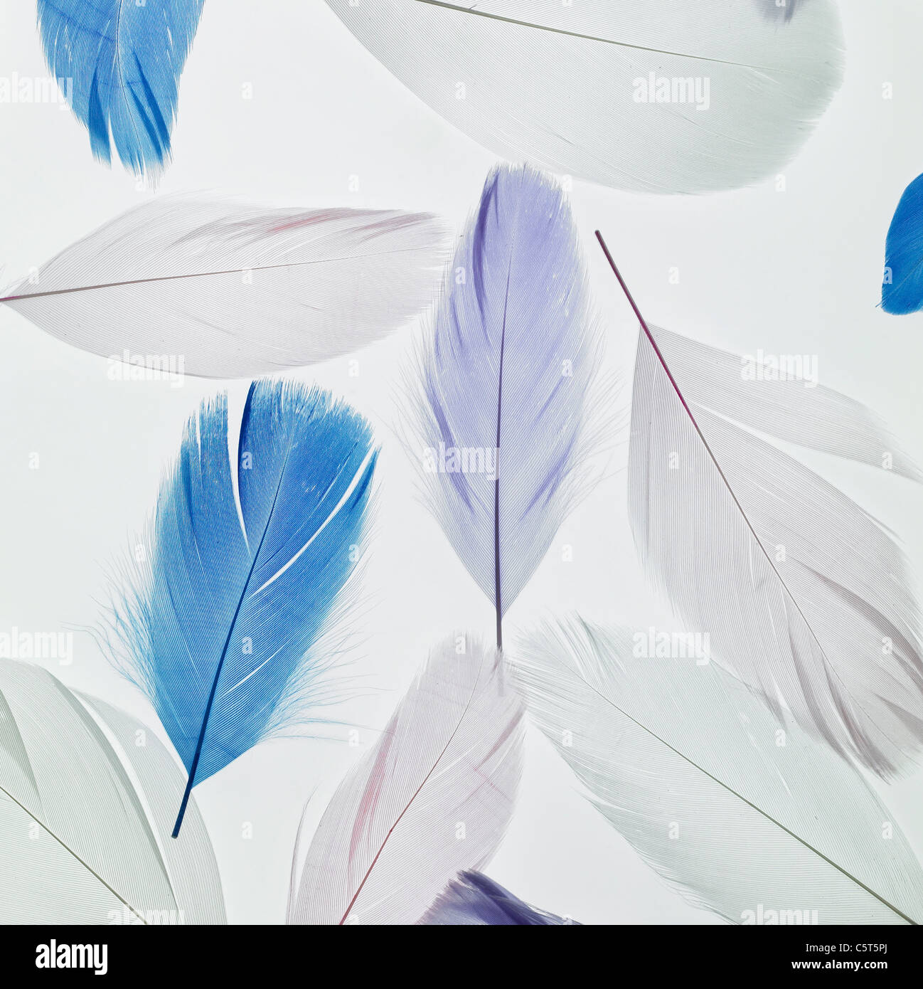 Feathers and colors hi-res stock photography and images - Alamy