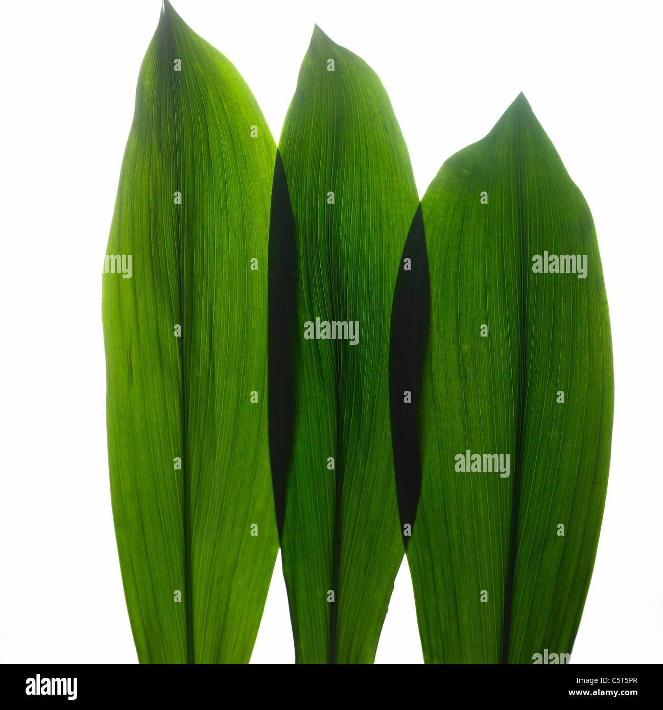 Three vertical leaves background hi-res stock photography and images ...