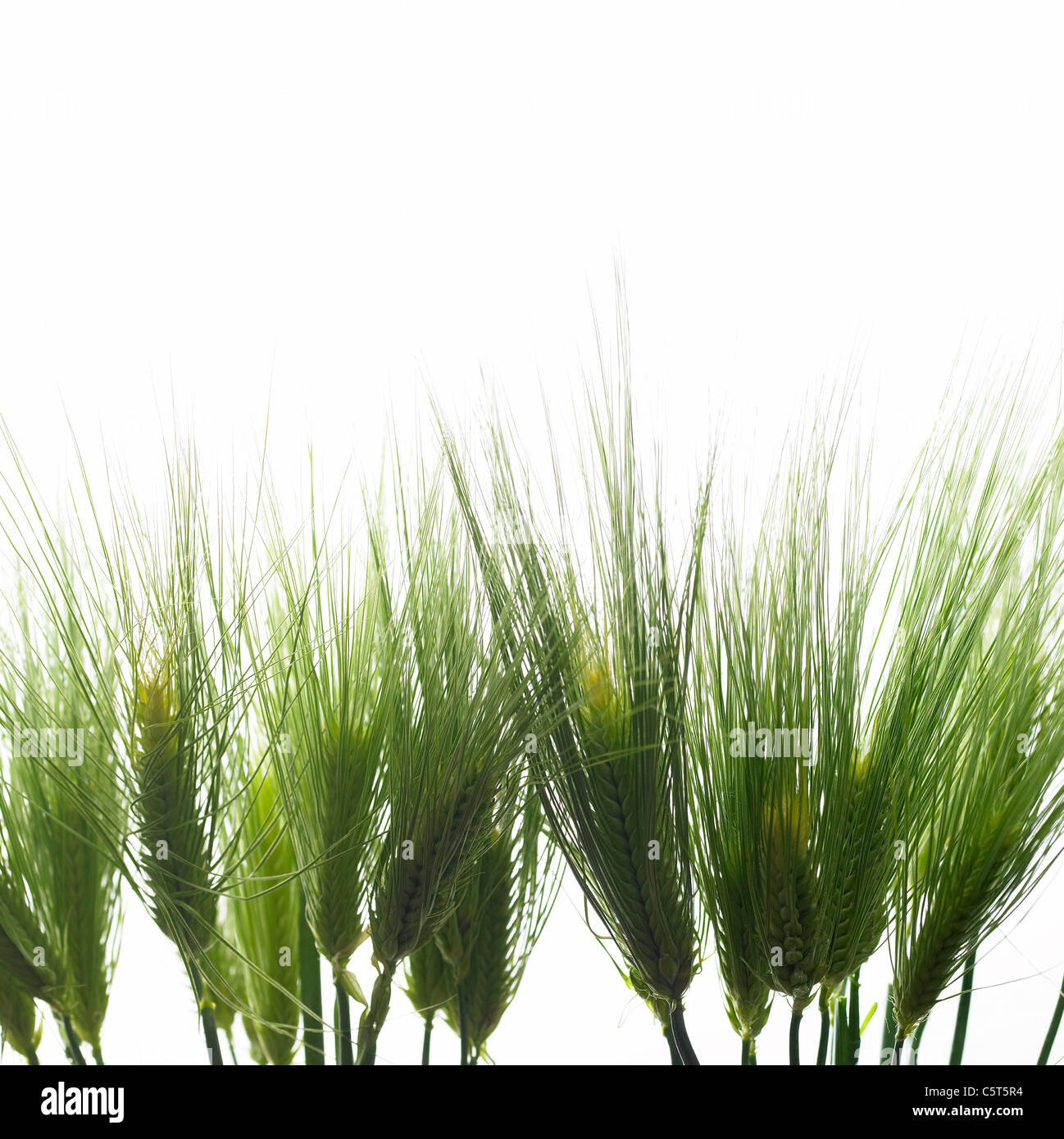 Plant the crops hi-res stock photography and images - Alamy