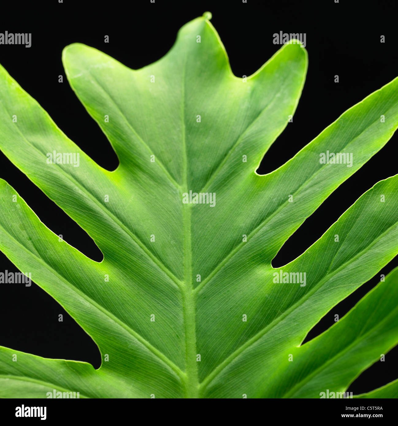 Plant growth patterns hi-res stock photography and images - Alamy