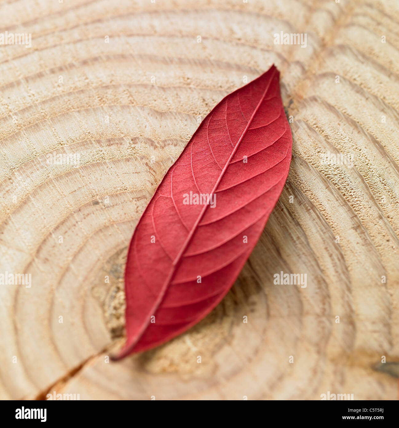 Colored leaf on the cross section of a log Stock Photo - Alamy