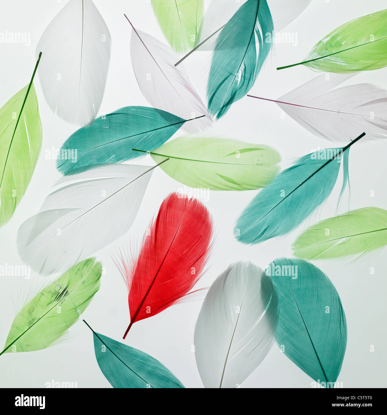 Various colors of feathers Stock Photo - Alamy