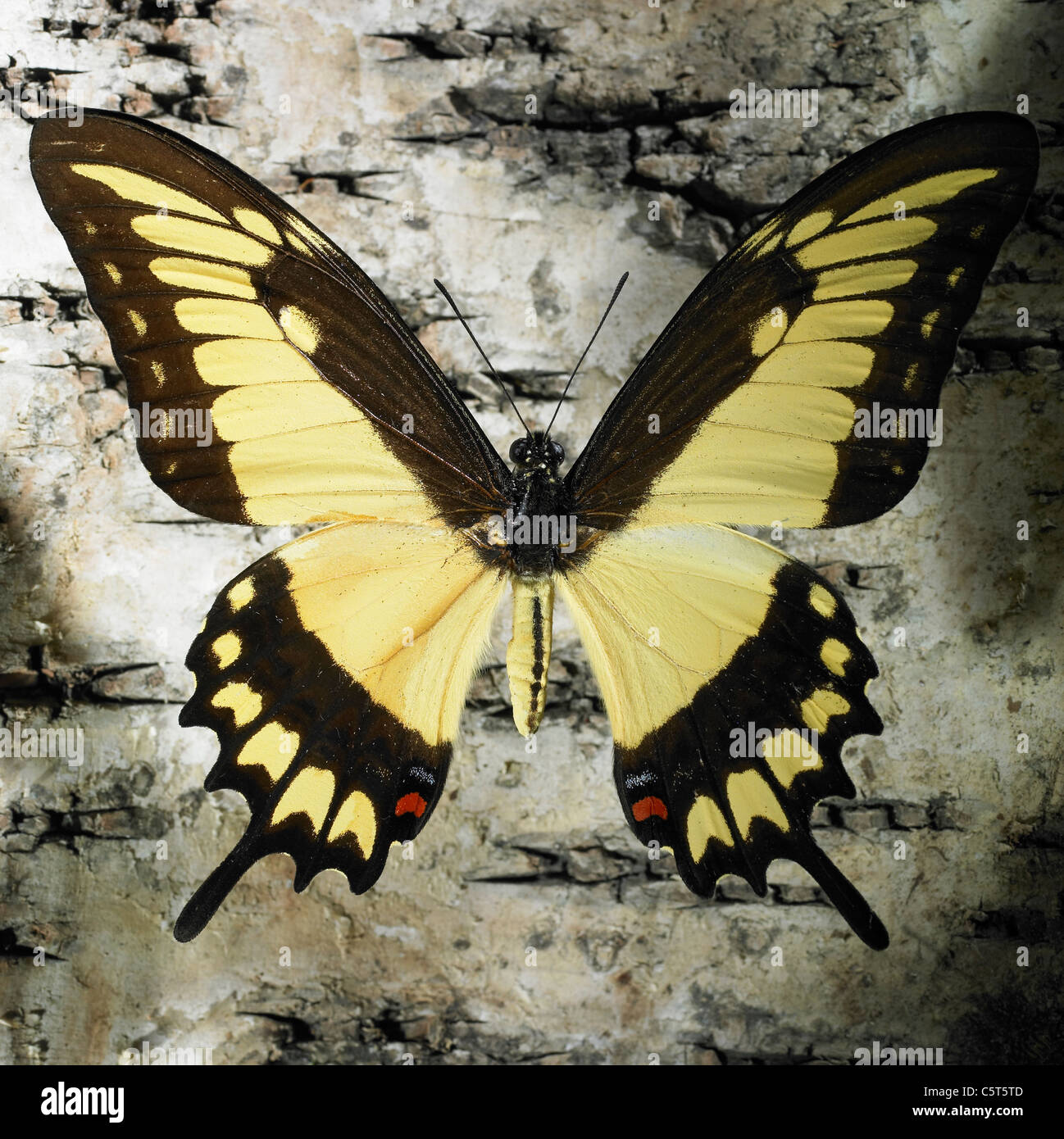 Fancy butterfly hi-res stock photography and images - Alamy