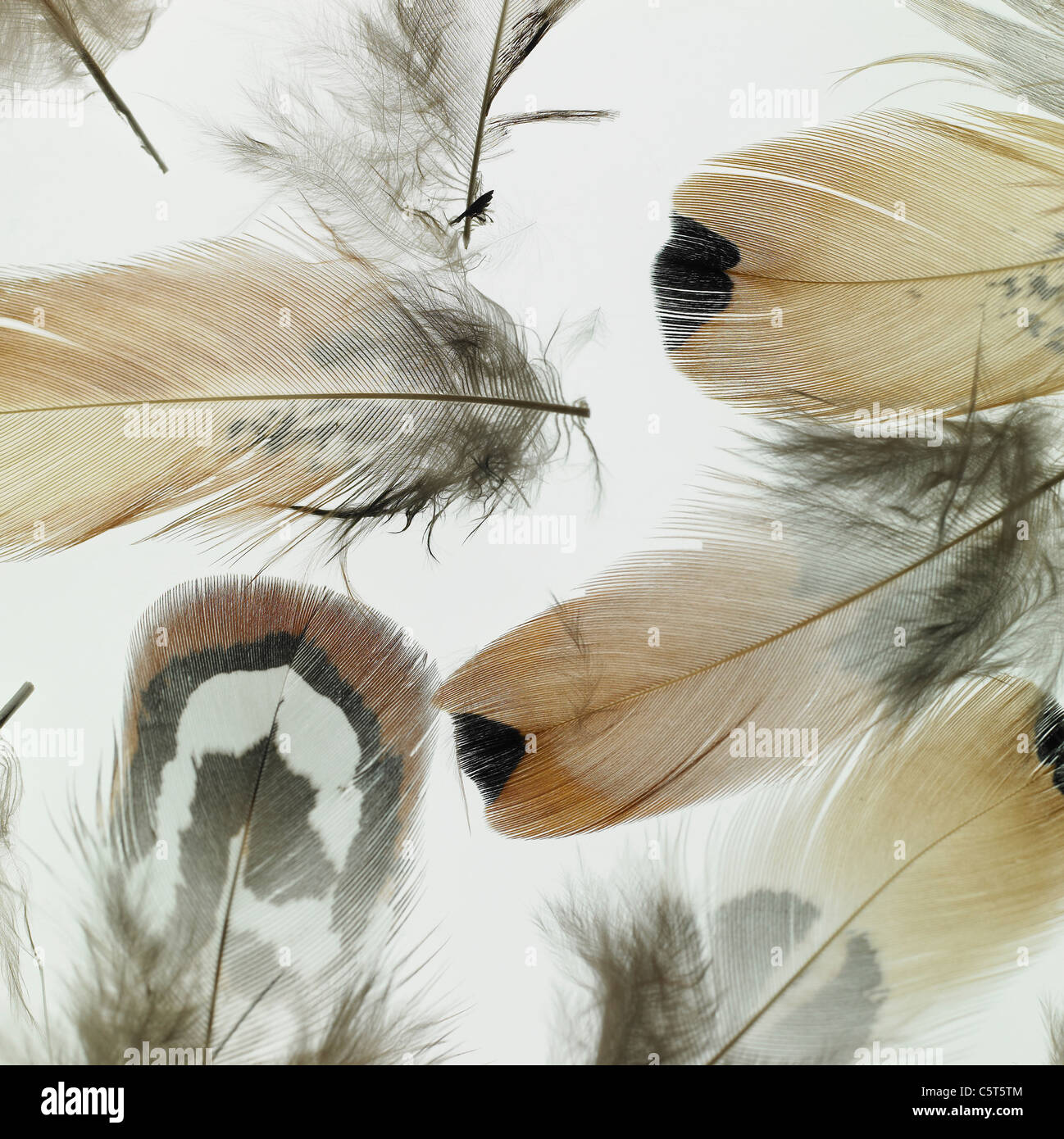 Various colors of feathers Stock Photo - Alamy