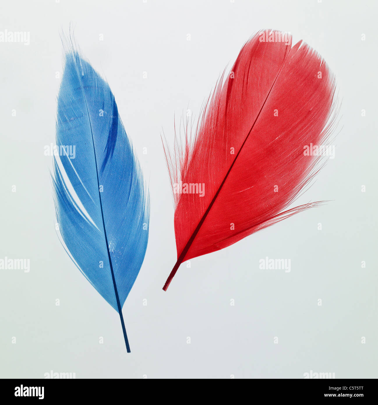 Two birds cutout hi-res stock photography and images - Alamy