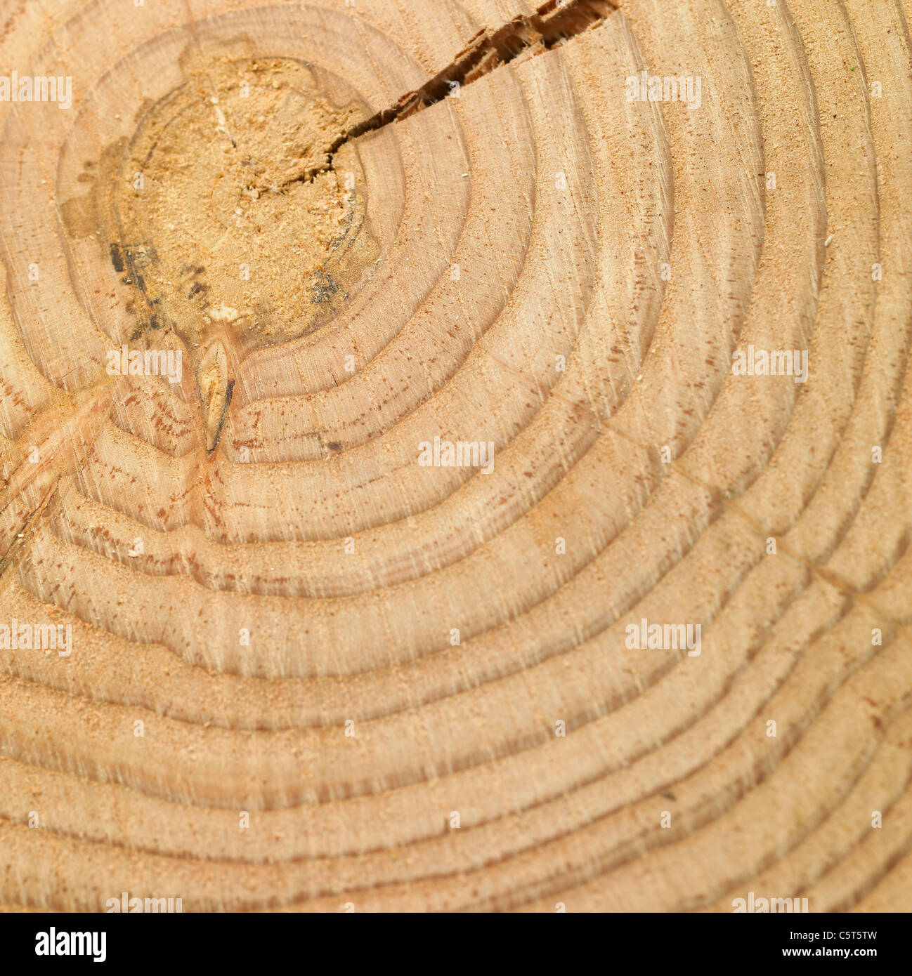 Close up of the cross section of tree Stock Photo - Alamy