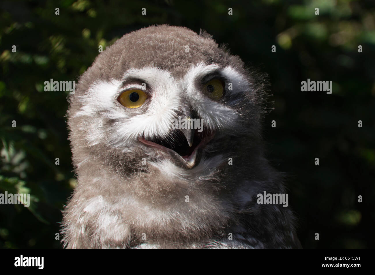 Five Sisters Zoo, Polbeth, near Livingston, Scotland - young owl Stock ...