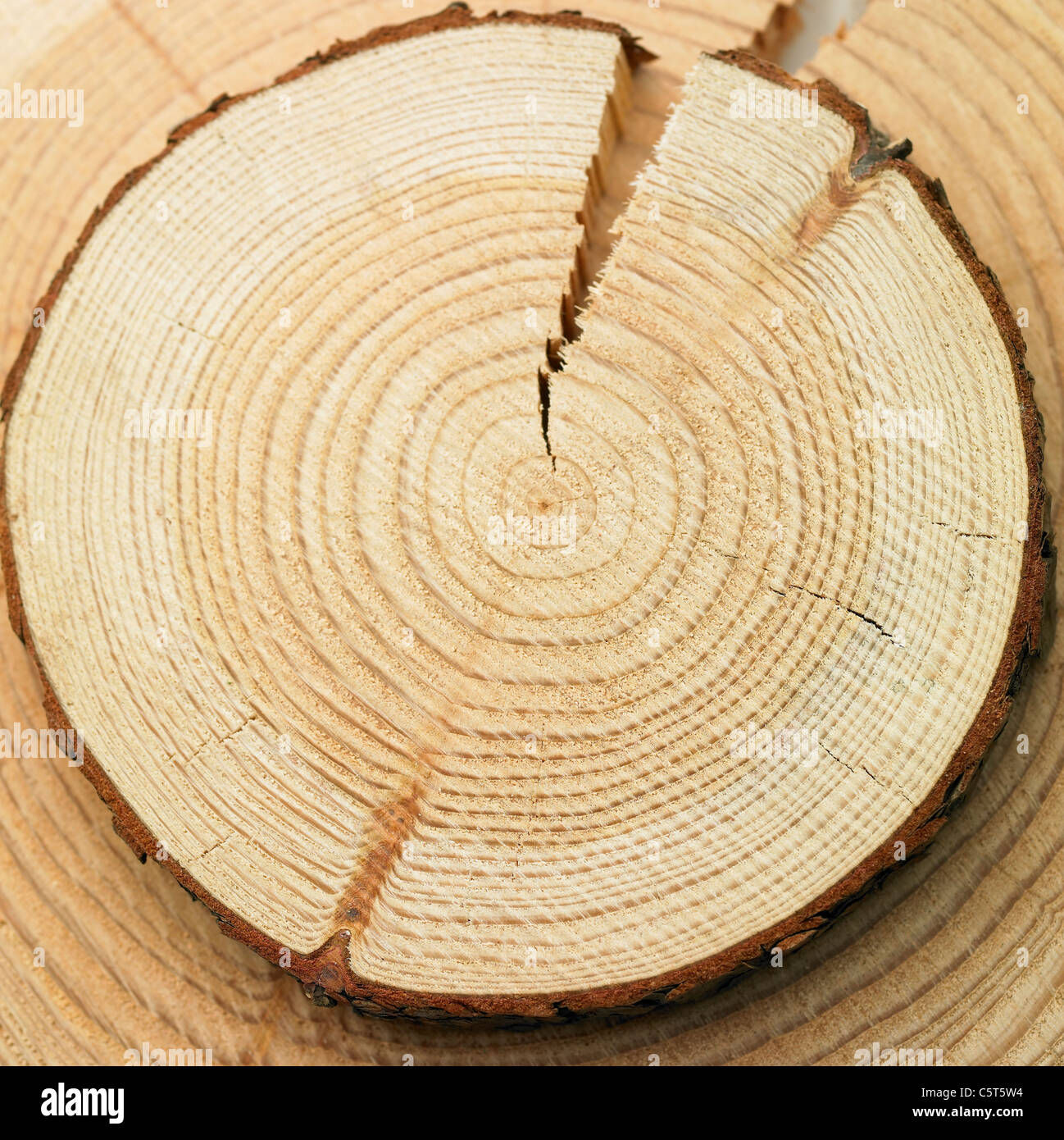 Cross section of logs Stock Photo - Alamy